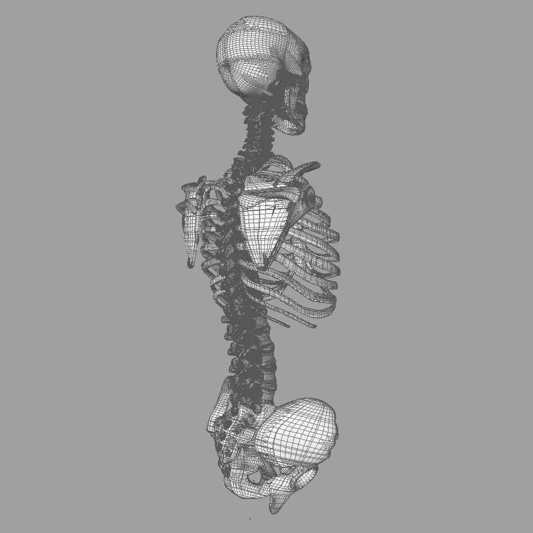 Colour Thorax Anatomy Skull 3d Model
