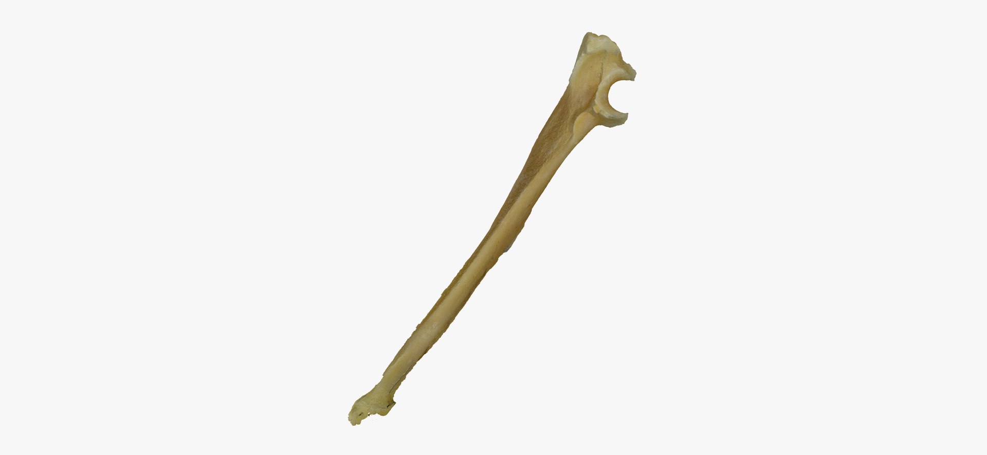 Pavian Monkey Male Ulna Bone 01 RAW Scan 3D Model - TurboSquid 1715480