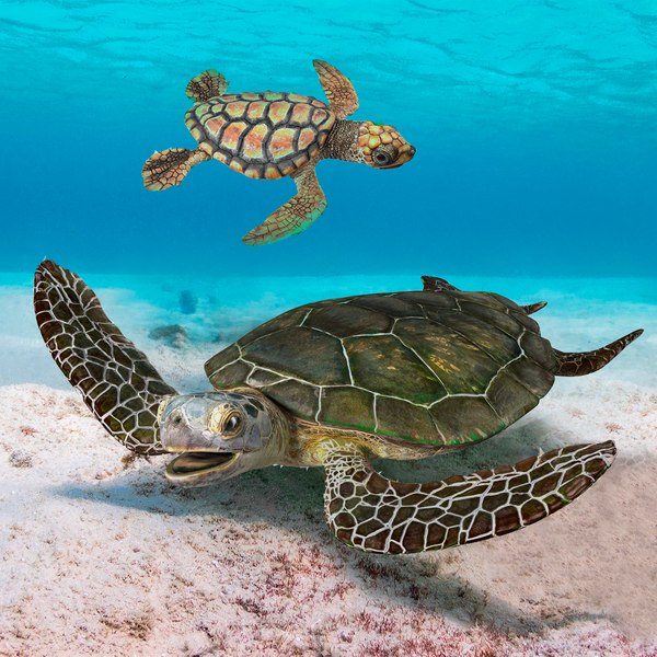 Modelli Collezione di Tartaruga 3D per il Scaricare | TurboSquid