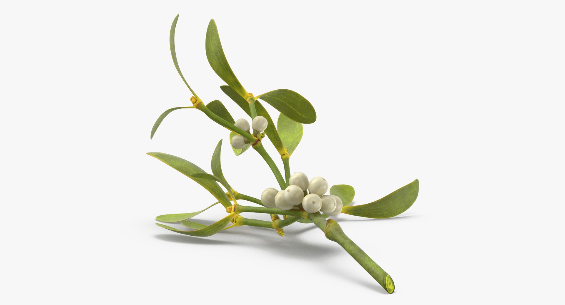3d Model Mistletoe Sprig