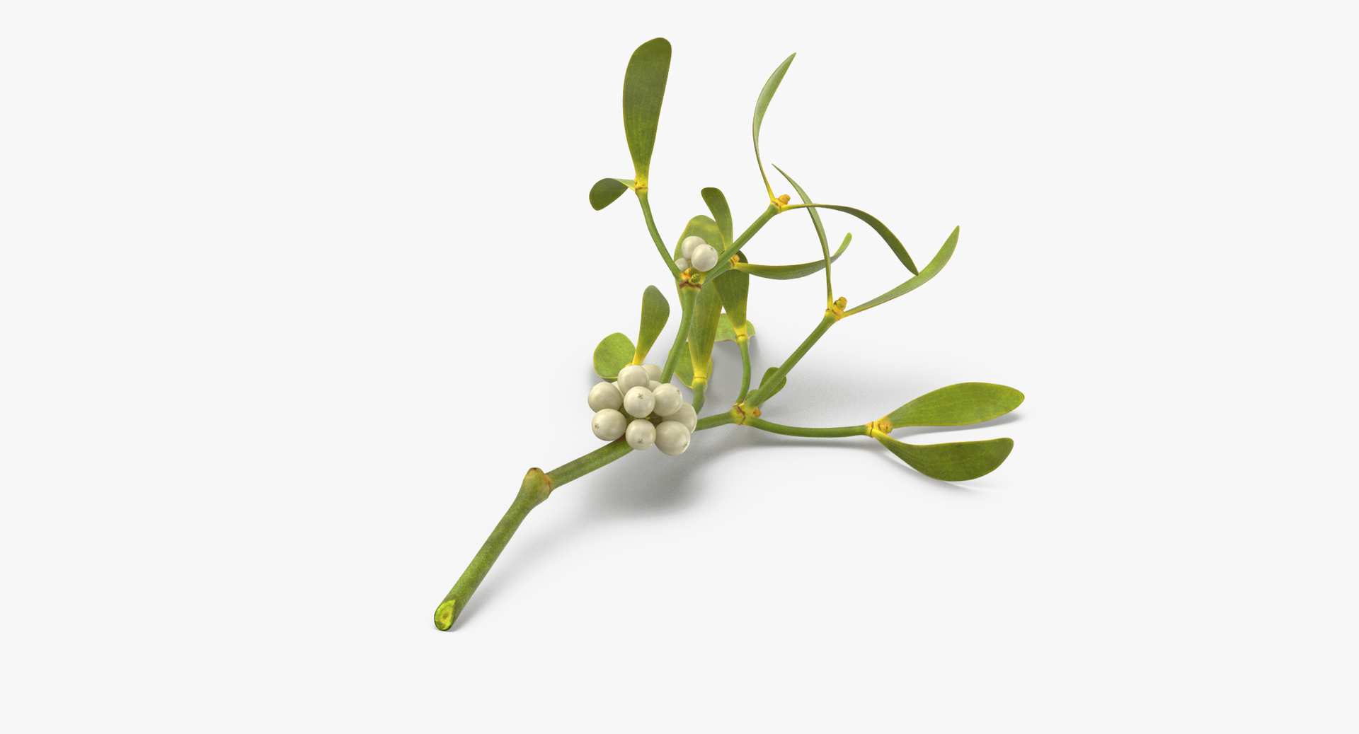 3d Model Mistletoe Sprig