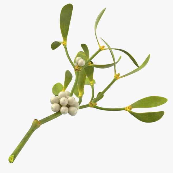 Mistletoe 3D Models for Download | TurboSquid