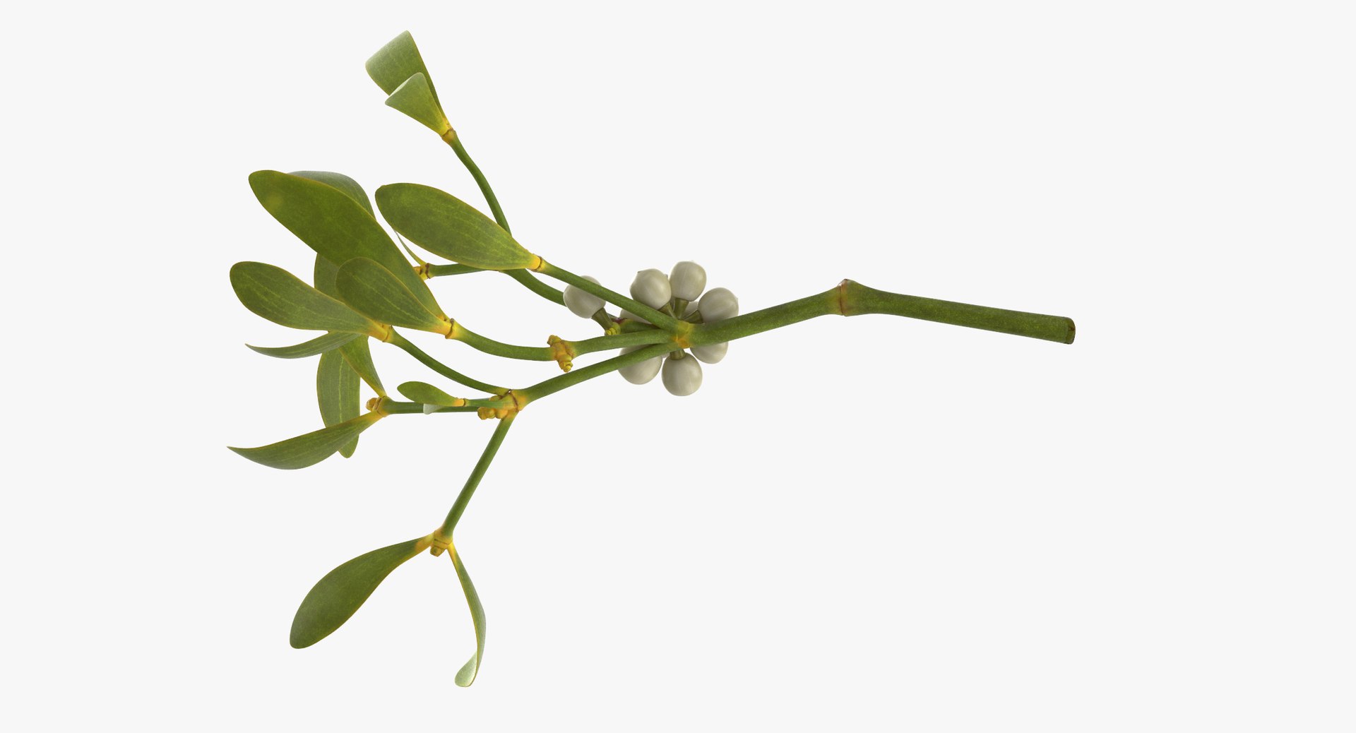 3d Model Mistletoe Sprig