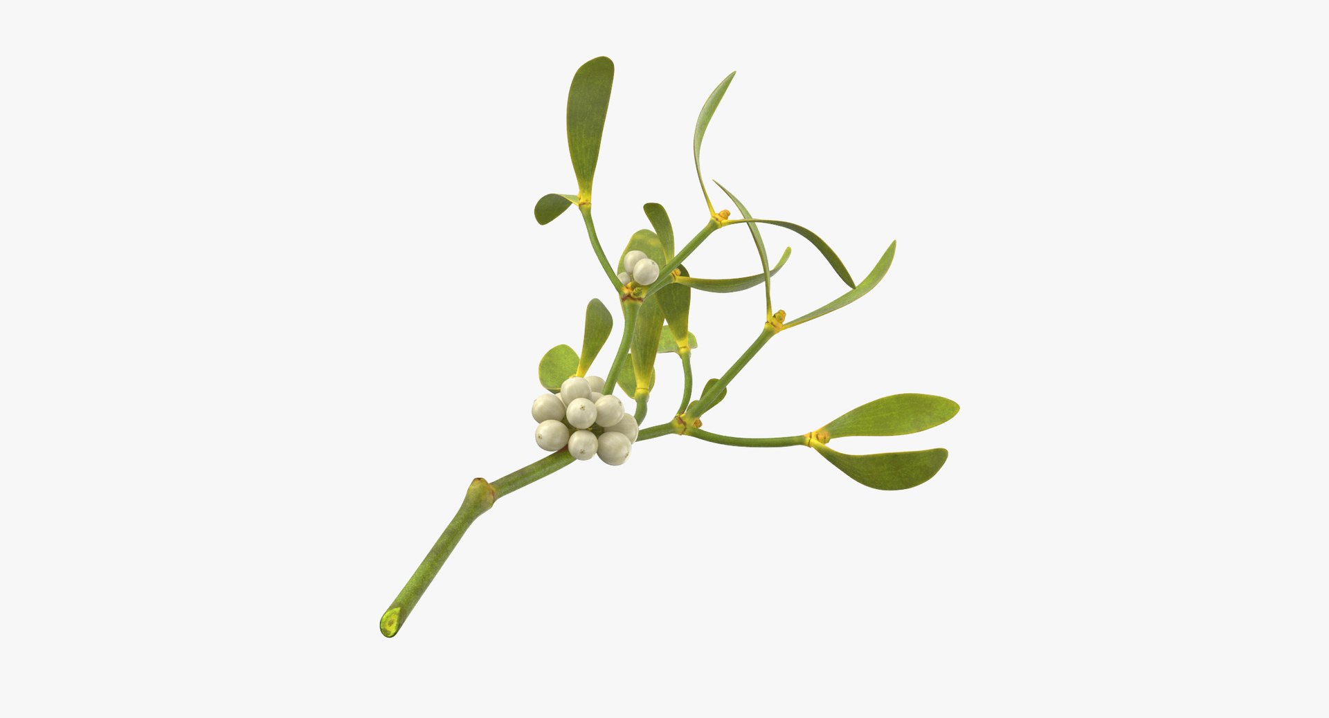 3d model mistletoe sprig