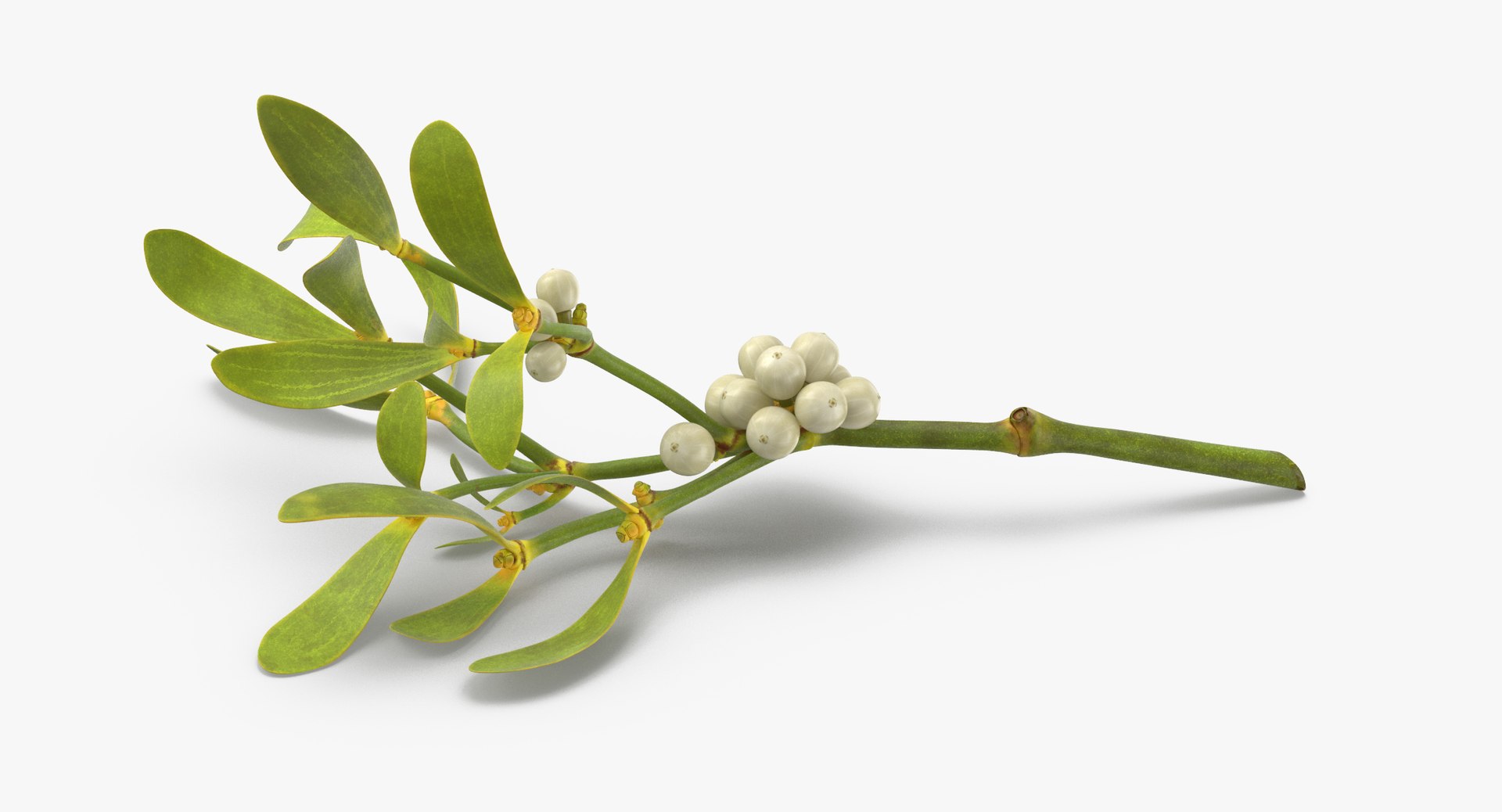 3d Model Mistletoe Sprig