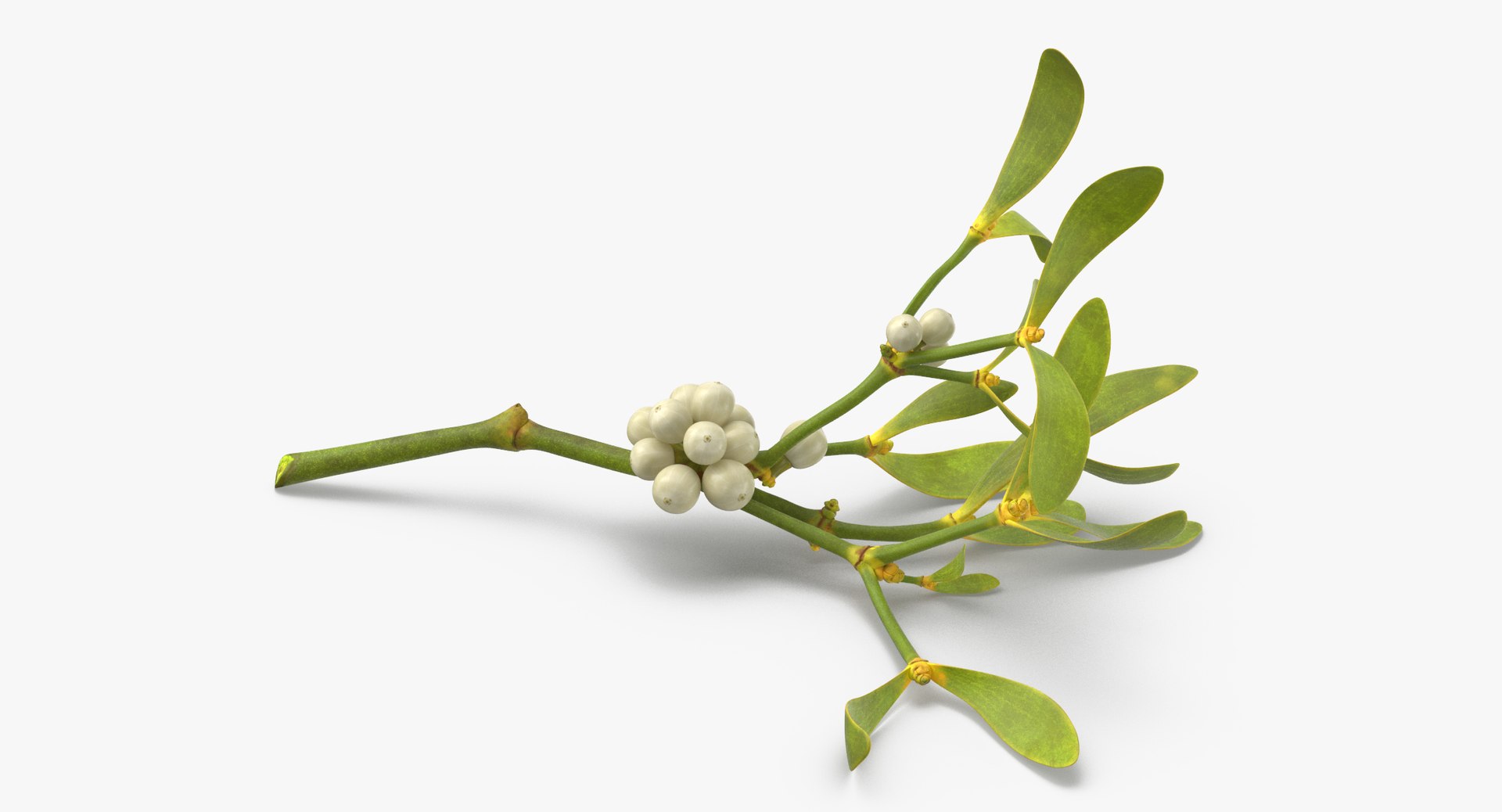 3d Model Mistletoe Sprig
