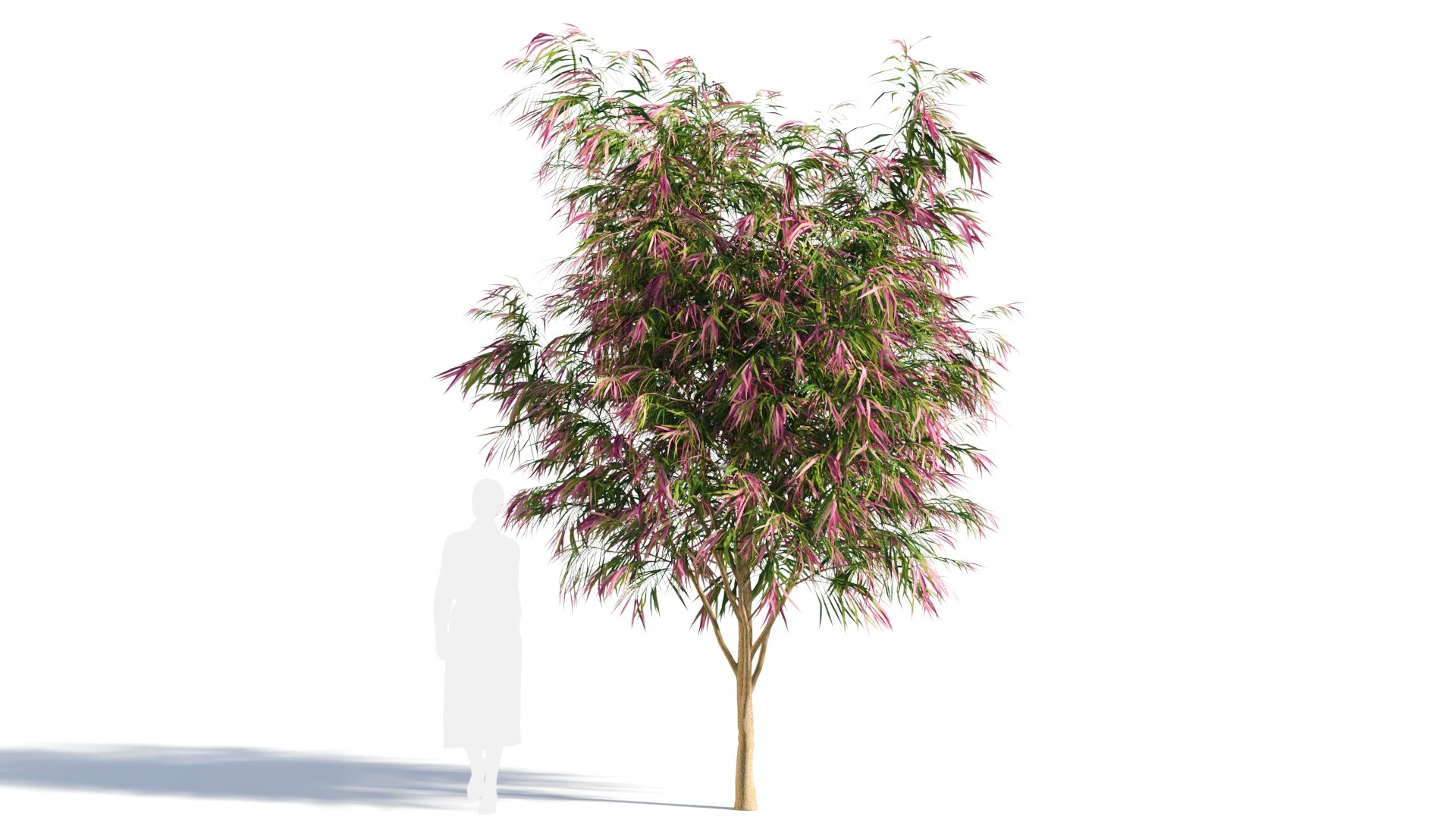 3D Burgundy Myrtle Tree A Model - TurboSquid 2130493