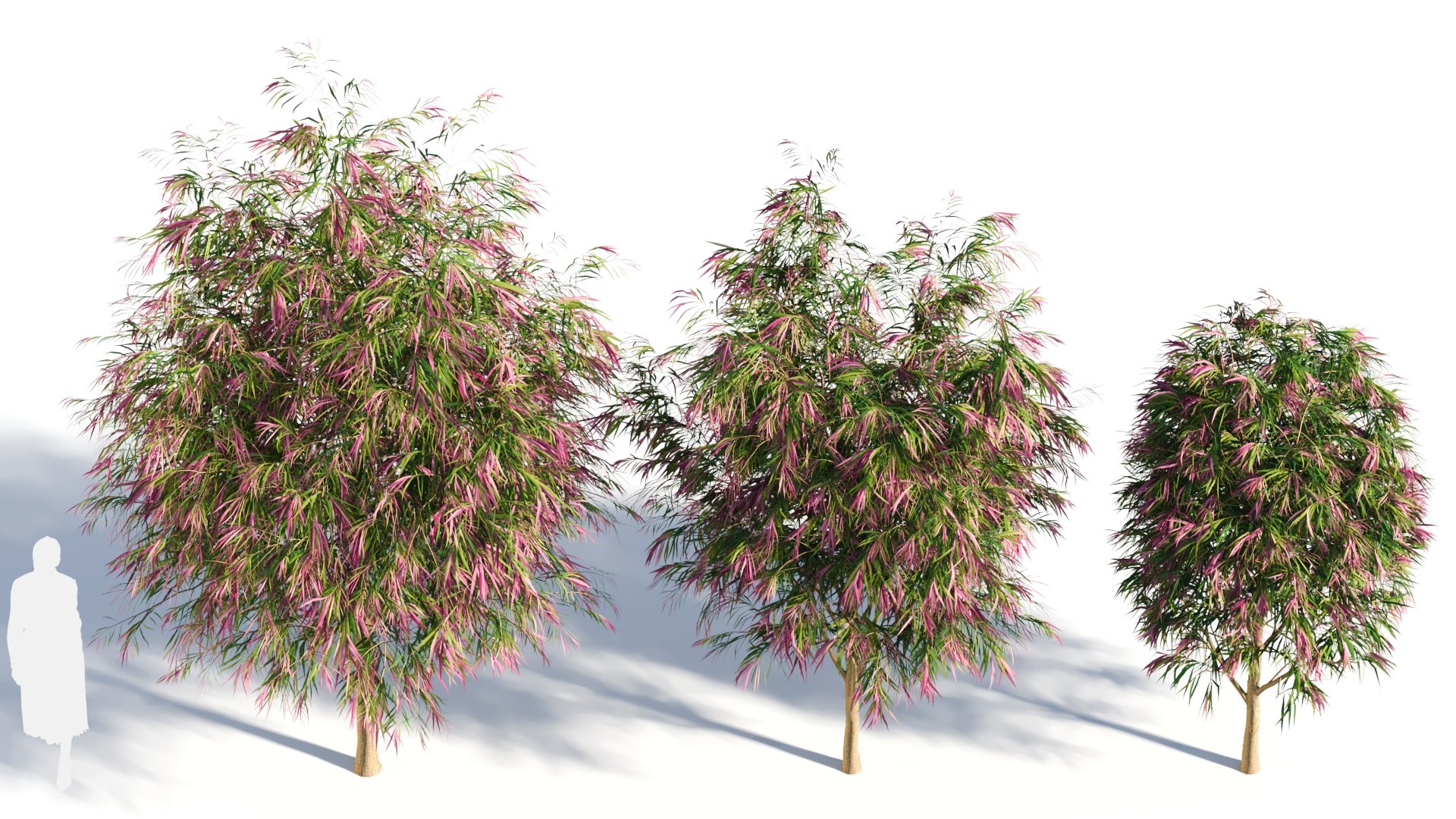 3D Burgundy Myrtle tree model - TurboSquid 2130493