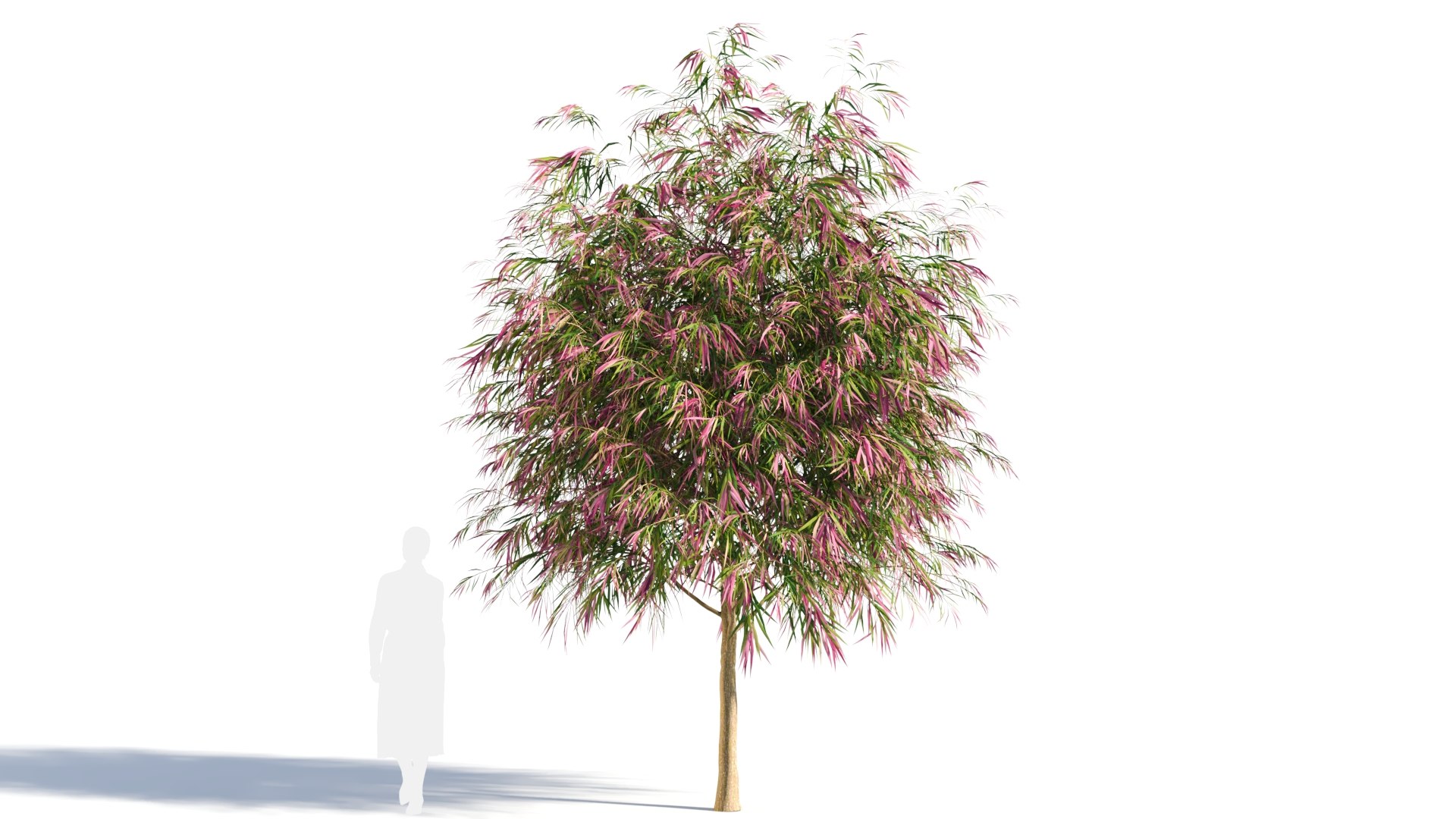 3D Burgundy Myrtle Tree A Model - TurboSquid 2130493