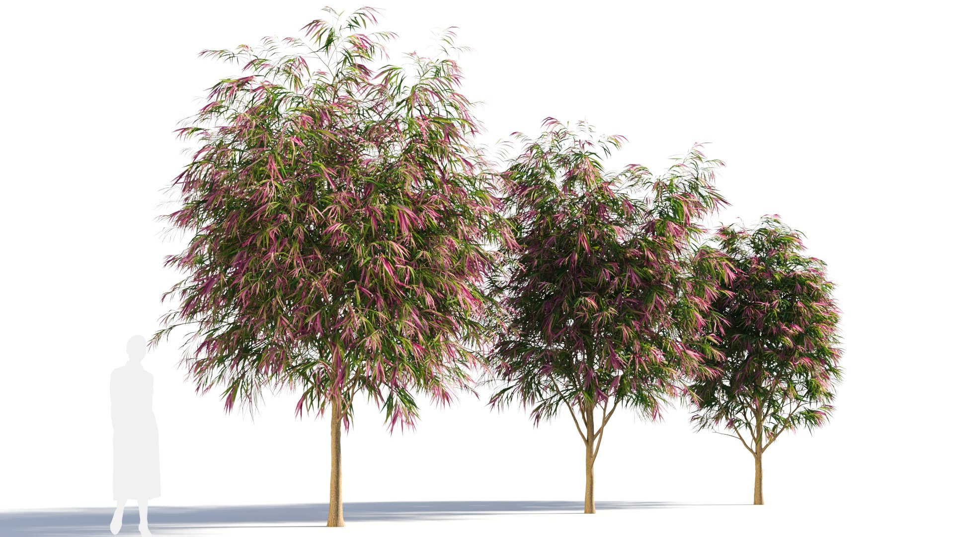 3D Burgundy Myrtle tree model - TurboSquid 2130493
