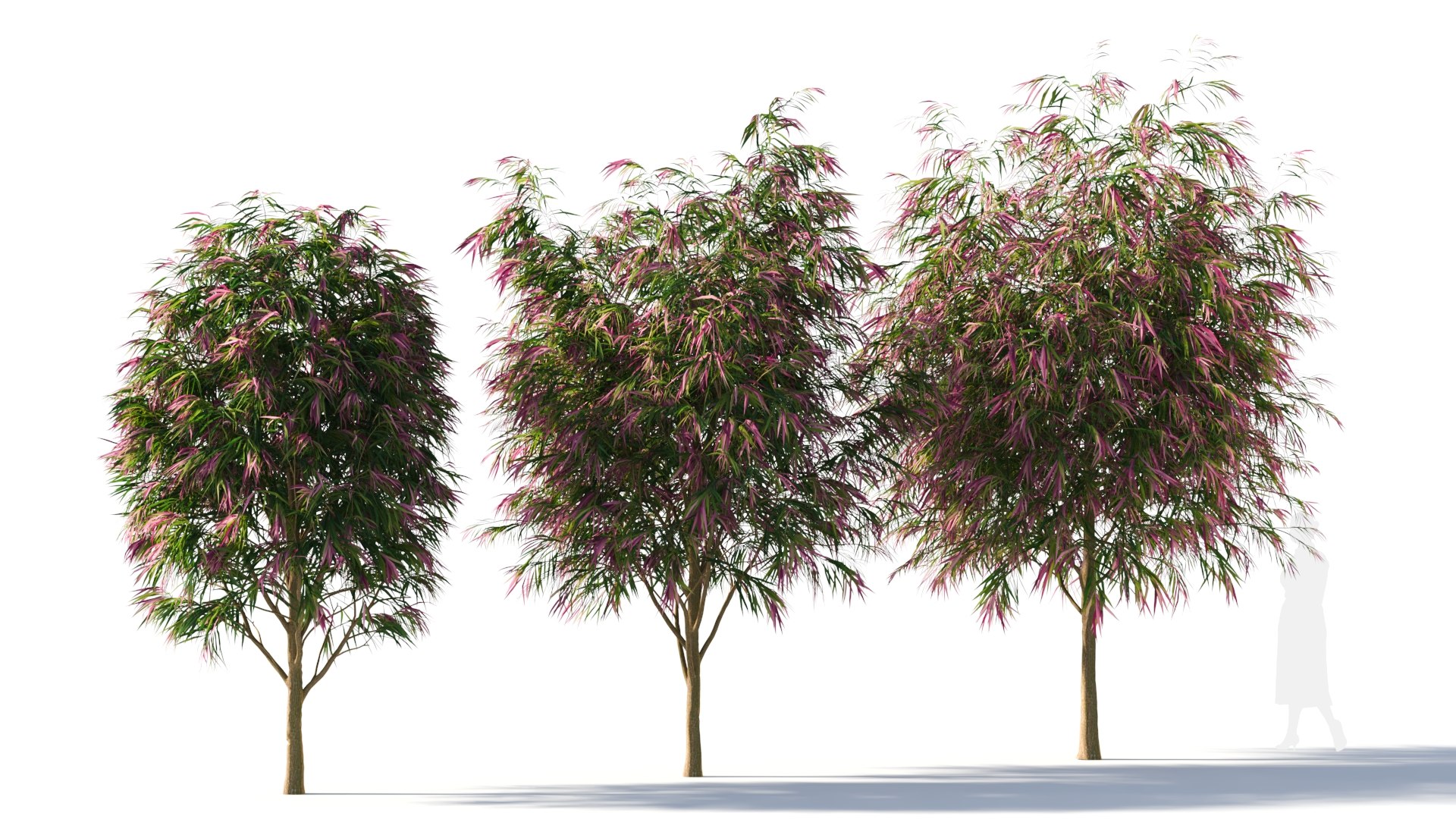 3D Burgundy Myrtle tree model - TurboSquid 2130493