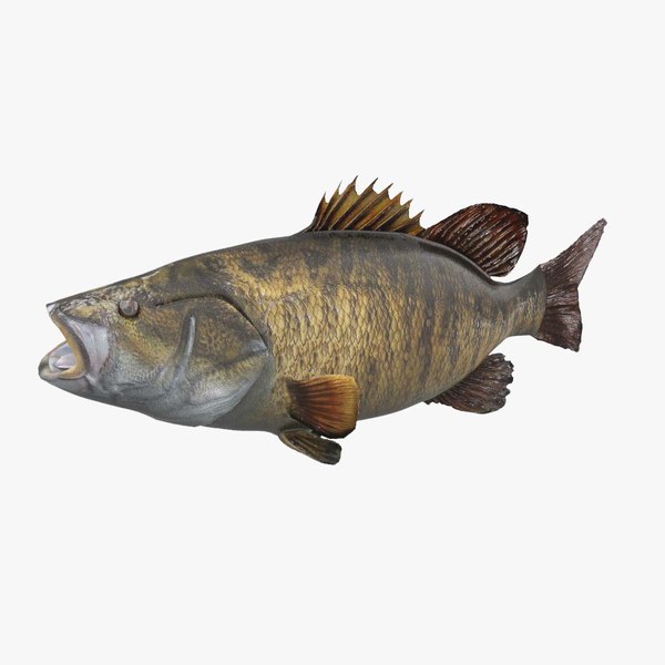 Free 3D Fish Models | TurboSquid