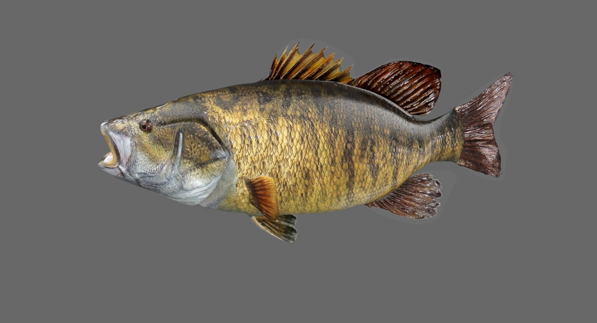 3d Model Of Smallmouth Bass