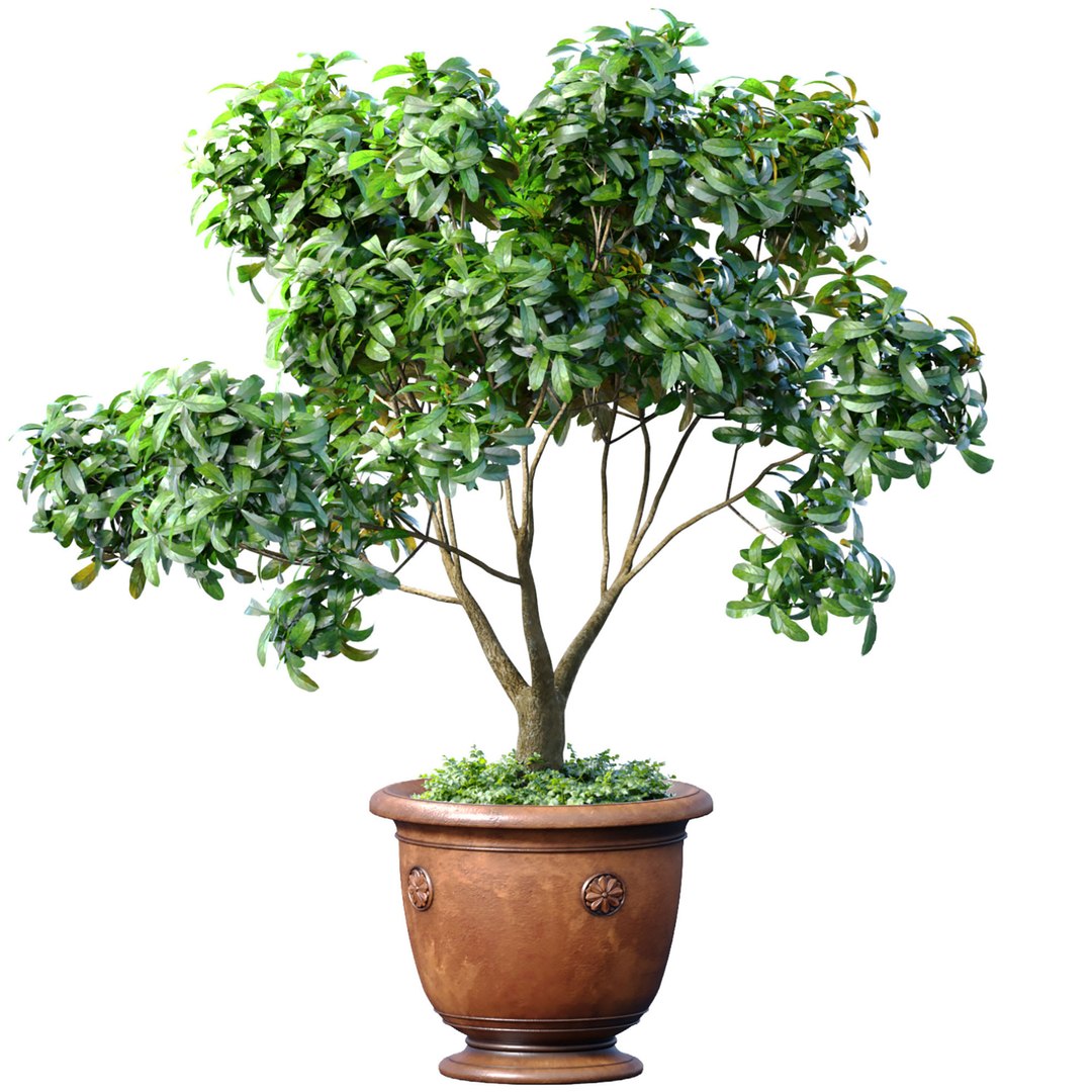 3D Decorative Tree In A Classic Pot And Flowerpot Indoor Plant ...