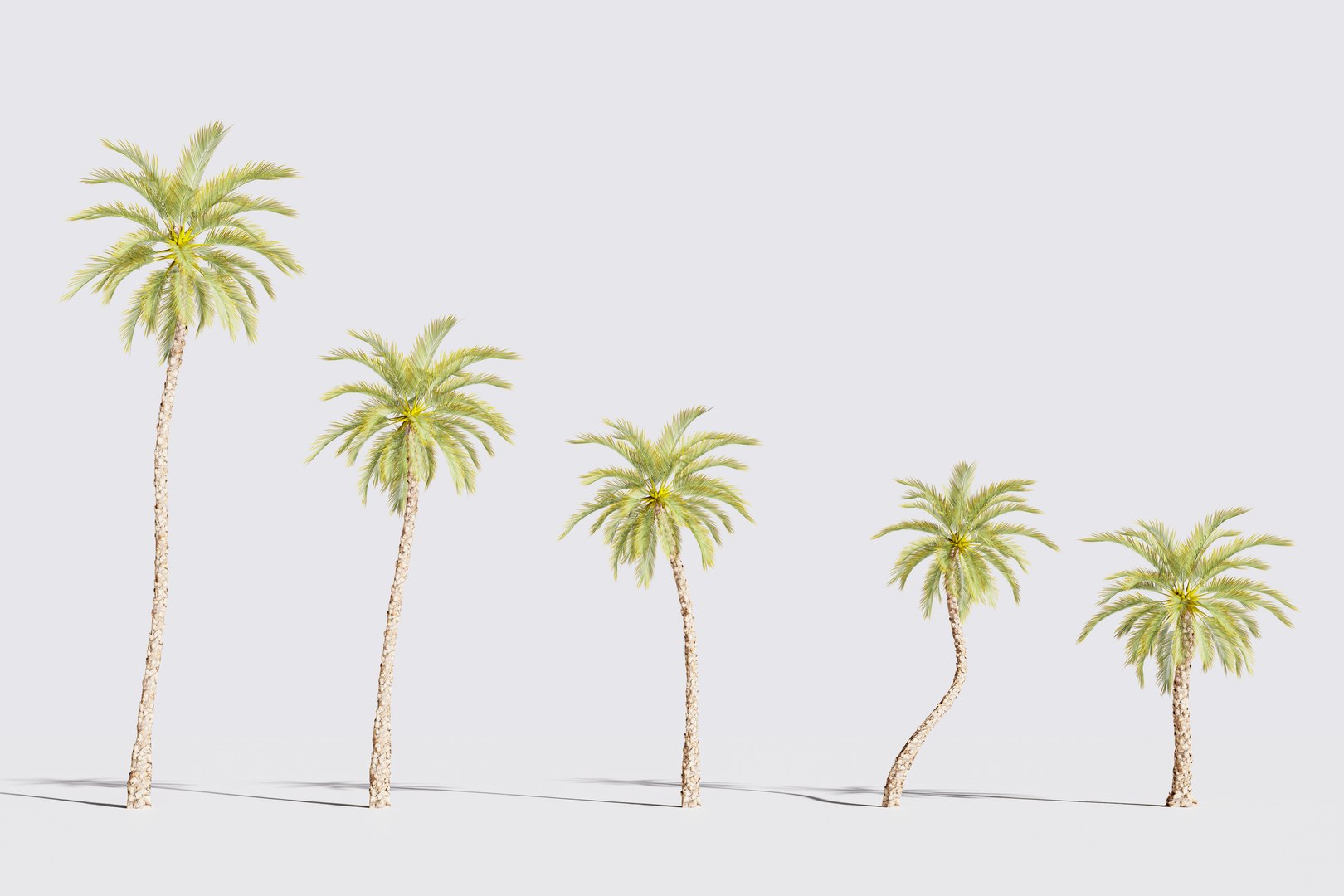 5 Date Palm 01 Low Poly Model - TurboSquid 2250871