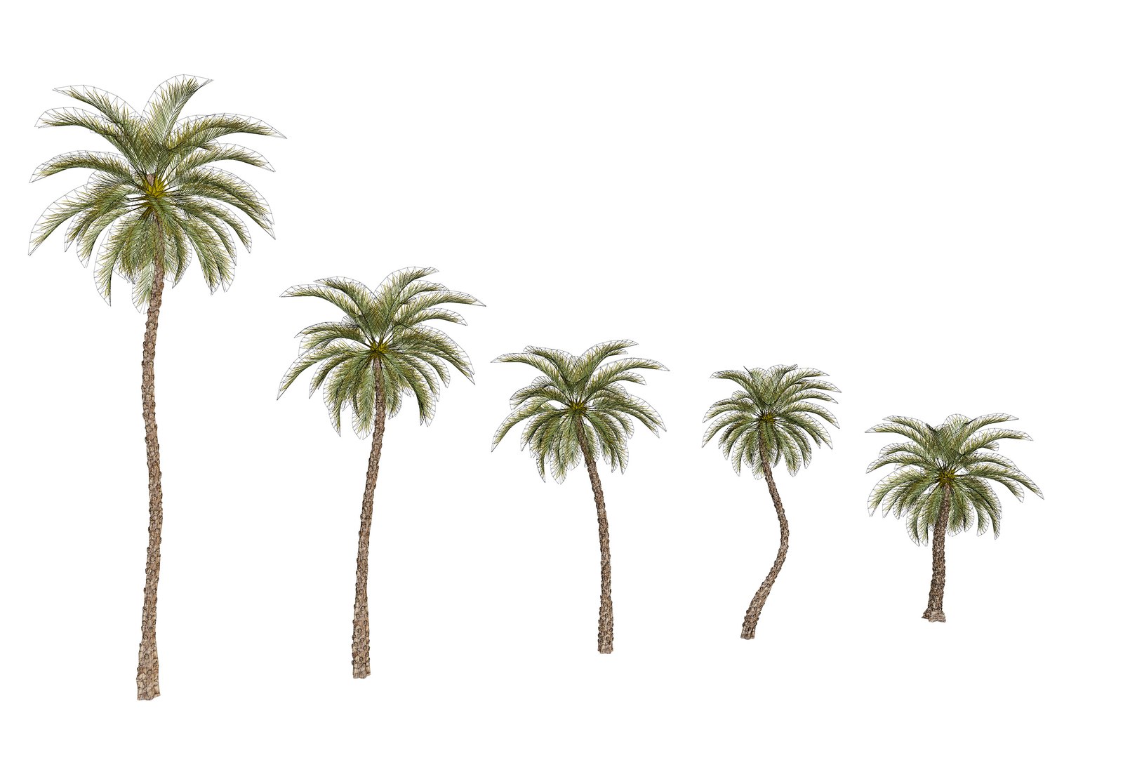 5 Date Palm 01 Low Poly Model - TurboSquid 2250871