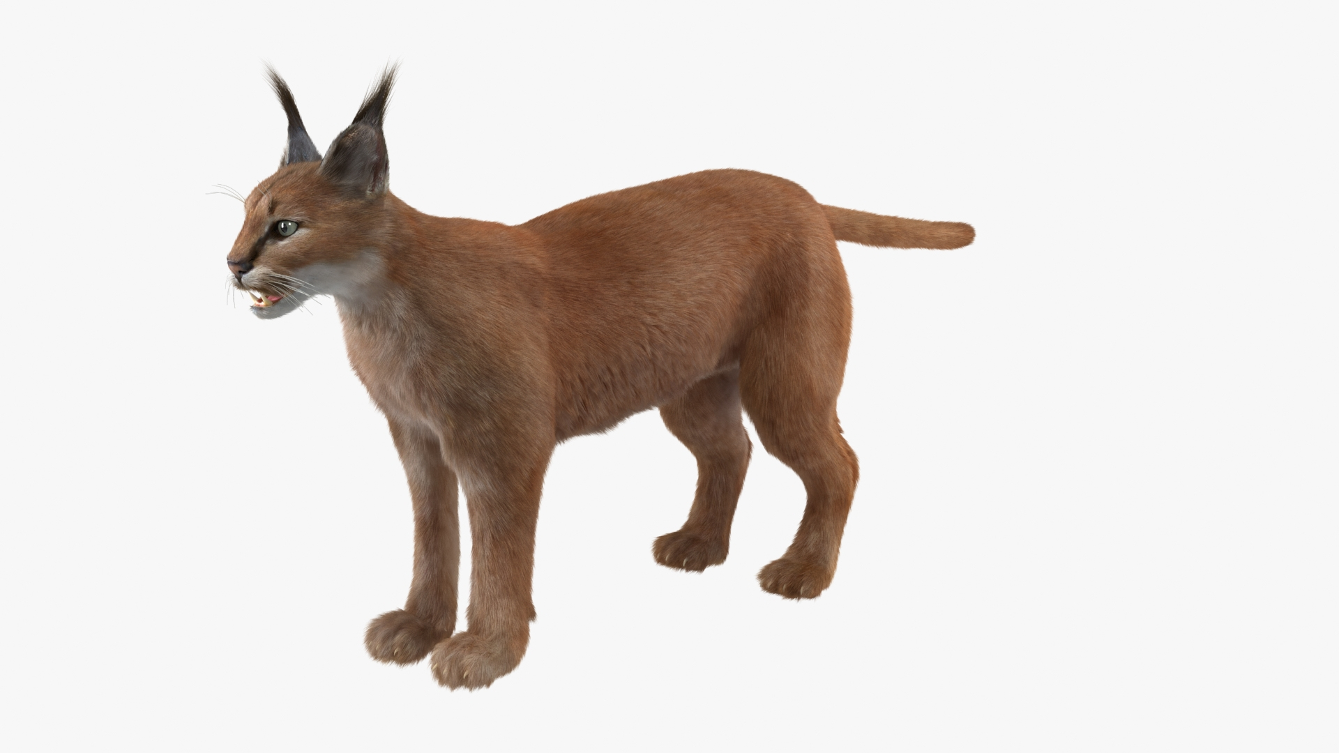 Caracal Fur Rigged 3D model - TurboSquid 2183317