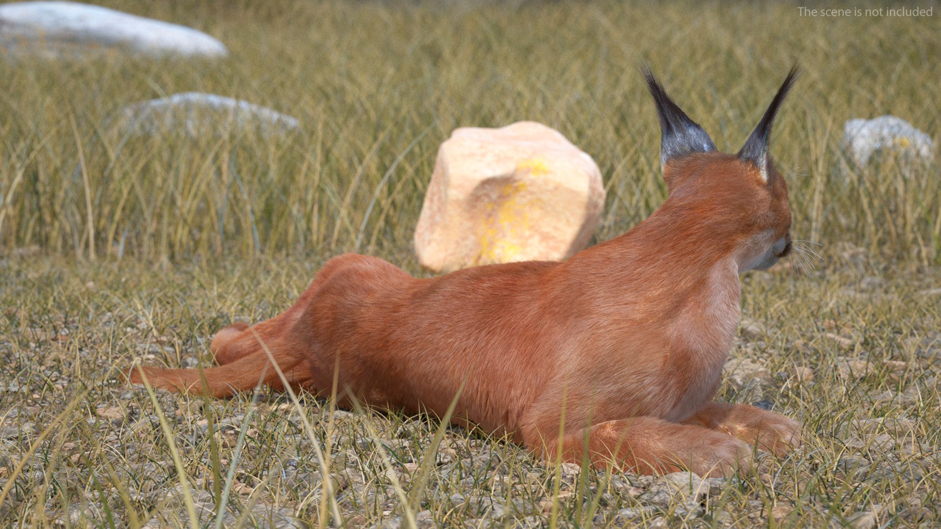 Caracal Fur Rigged 3D model - TurboSquid 2183317