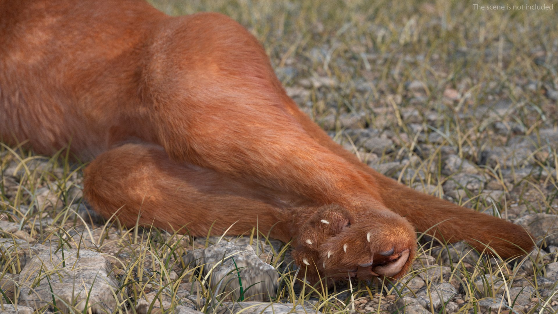 Caracal Fur Rigged 3D model - TurboSquid 2183317