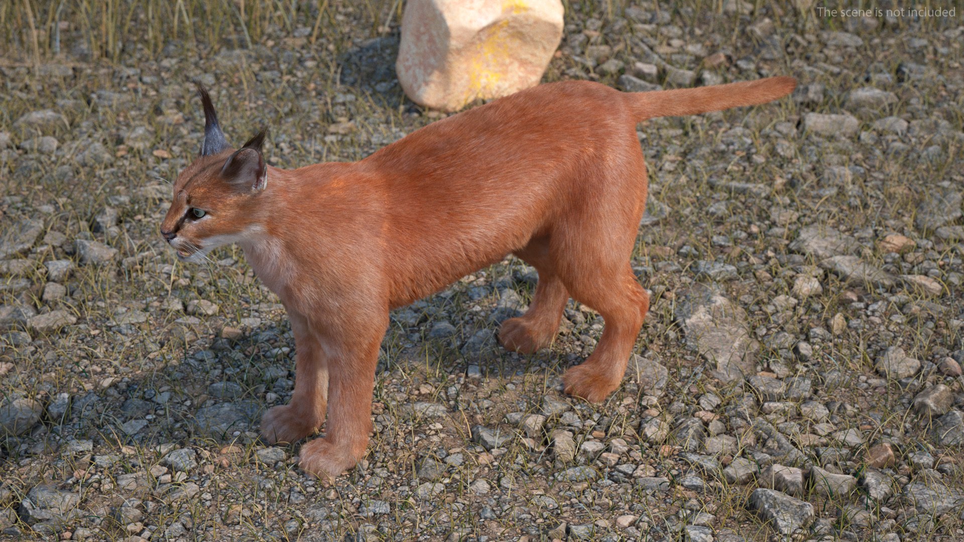 Caracal Fur Rigged 3D model - TurboSquid 2183317