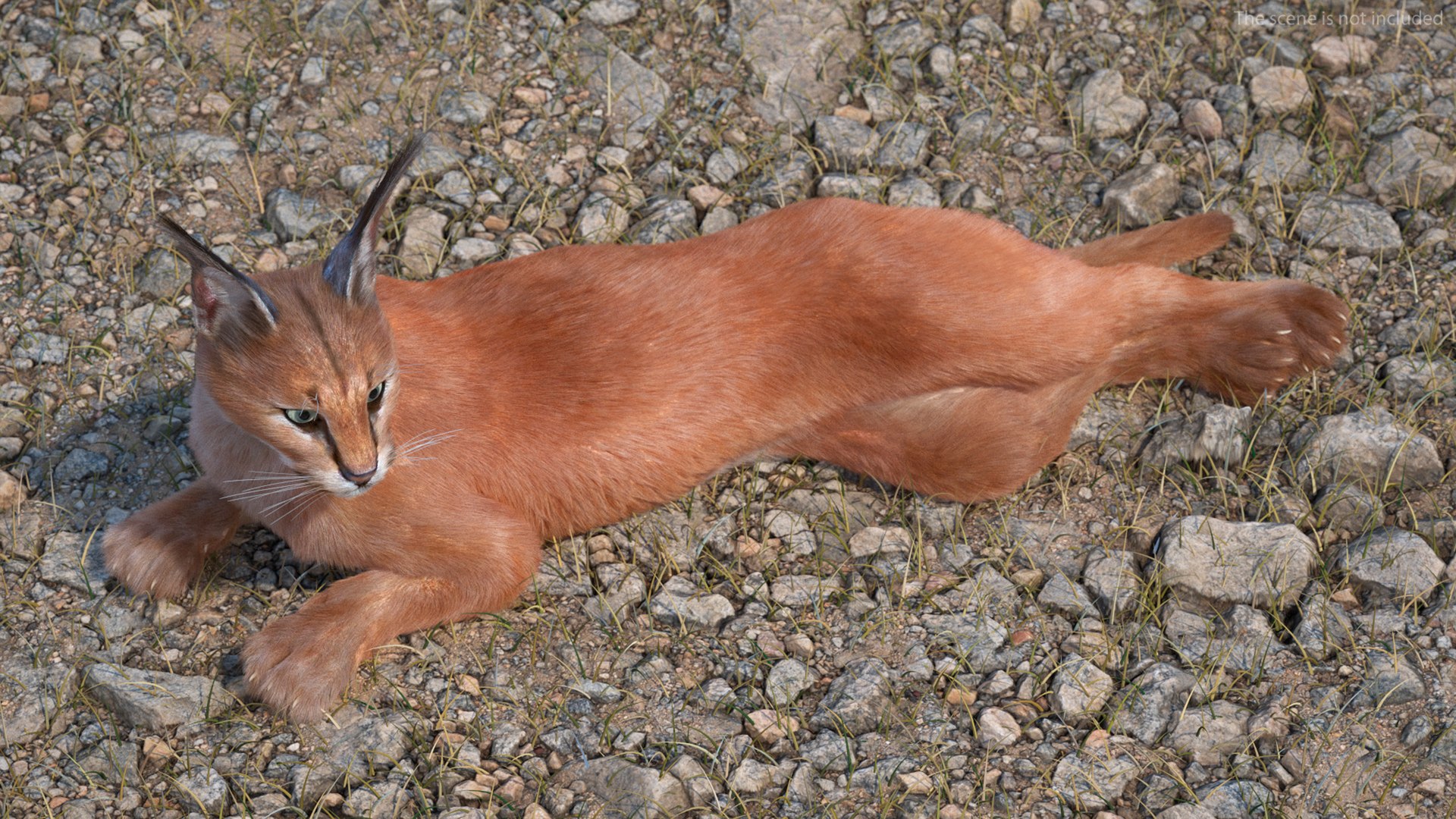 Caracal Fur Rigged 3D model - TurboSquid 2183317