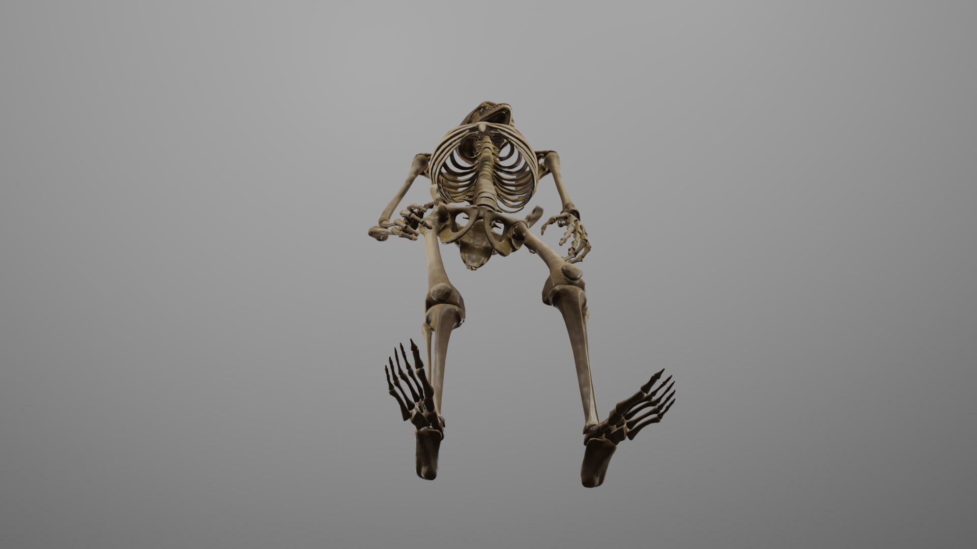 Human Skeleton Animated 3D Model - TurboSquid 2376814