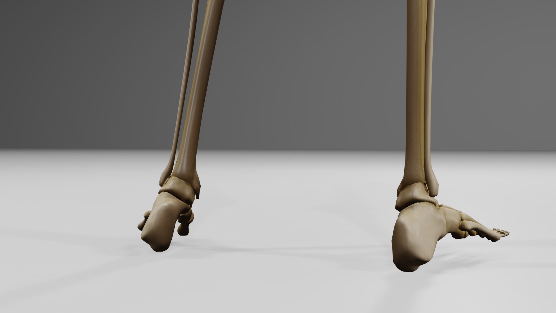 Human Skeleton Animated 3D Model - TurboSquid 2376814