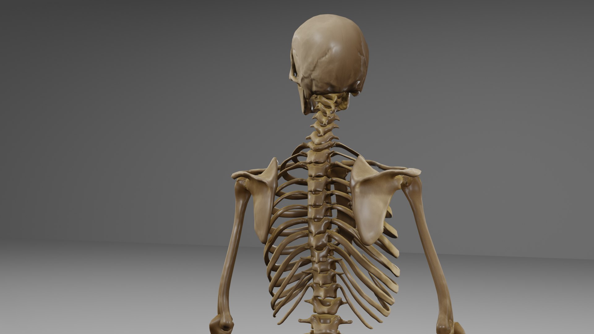 Human Skeleton Animated 3D Model - TurboSquid 2376814