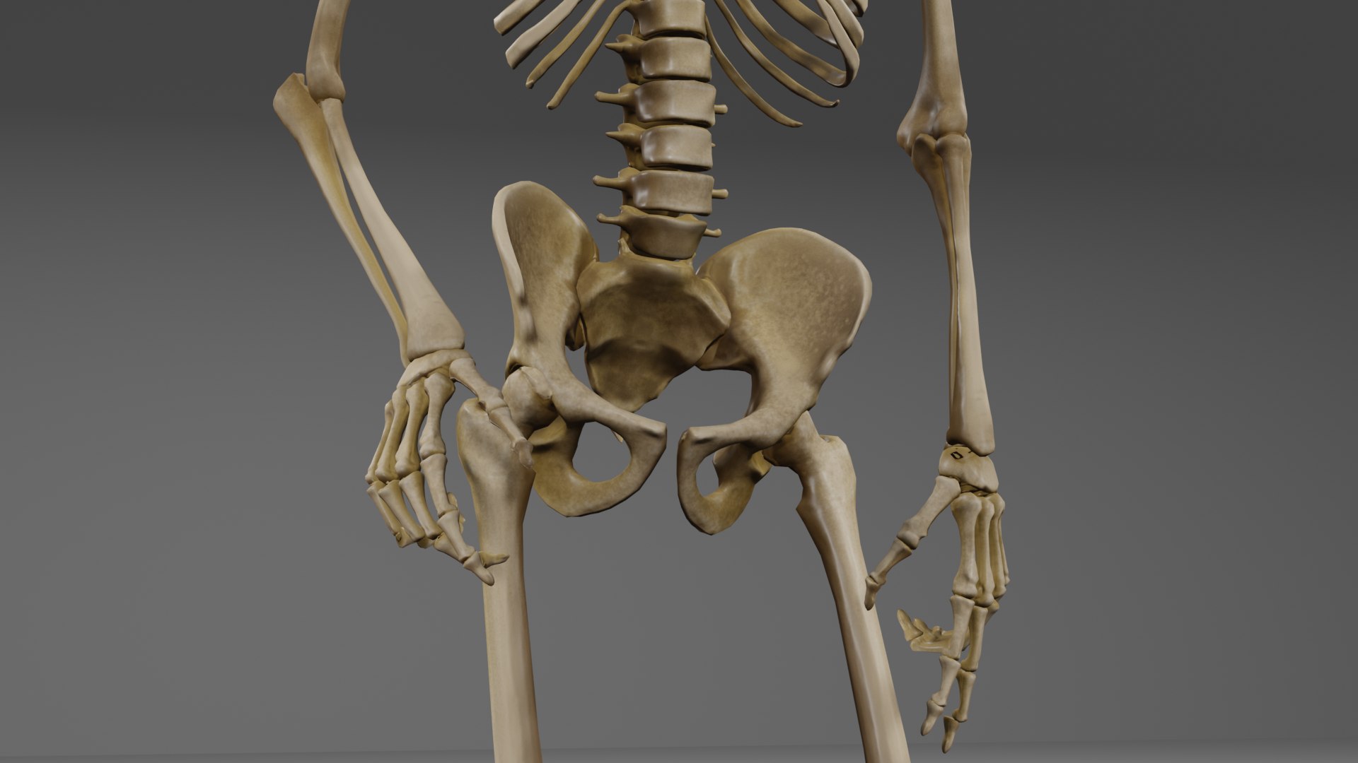 Human Skeleton Animated 3D Model - TurboSquid 2376814
