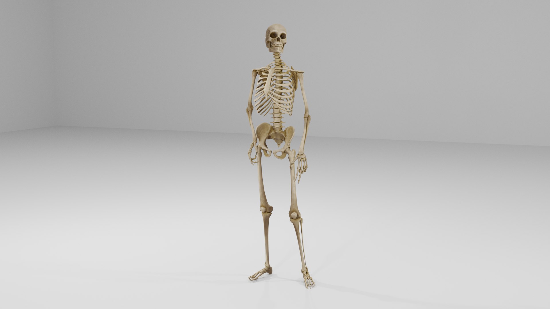 Human Skeleton Animated 3D Model - TurboSquid 2376814