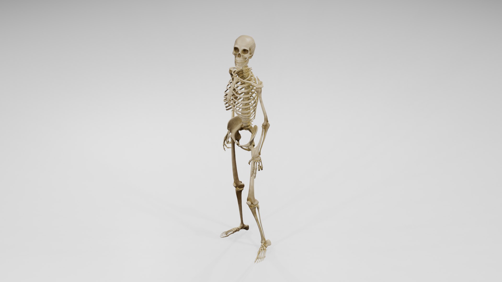 Human Skeleton Animated 3D Model - TurboSquid 2376814