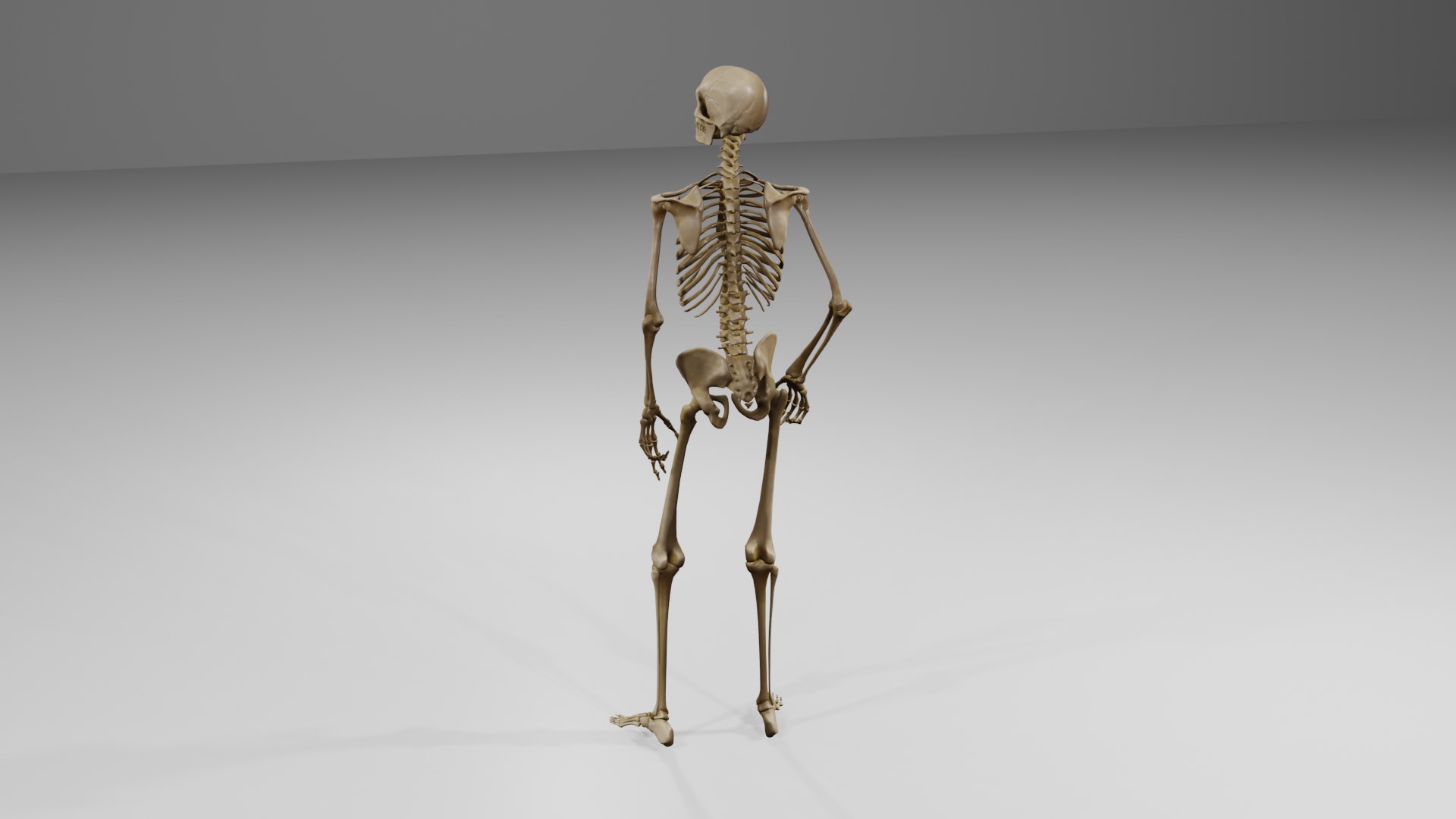 Human Skeleton Animated 3D Model - TurboSquid 2376814