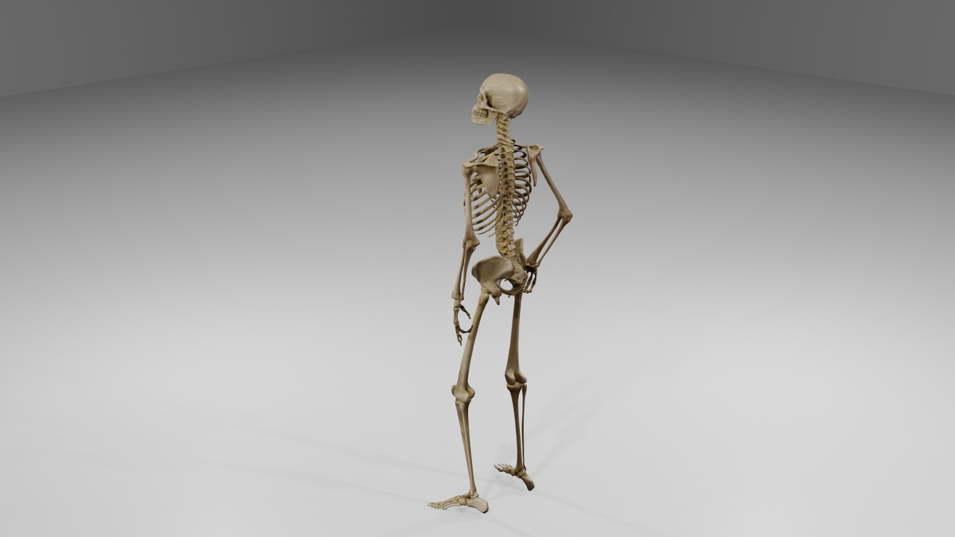 Human Skeleton Animated 3D Model - TurboSquid 2376814