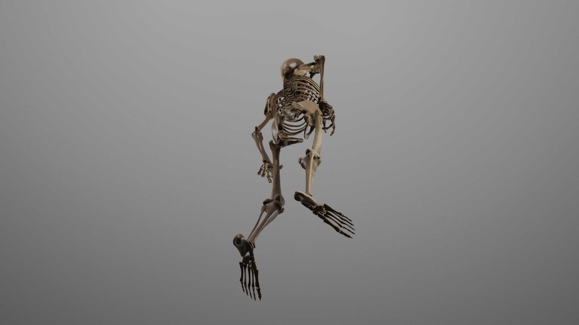 Human Skeleton Animated 3D Model - TurboSquid 2376814