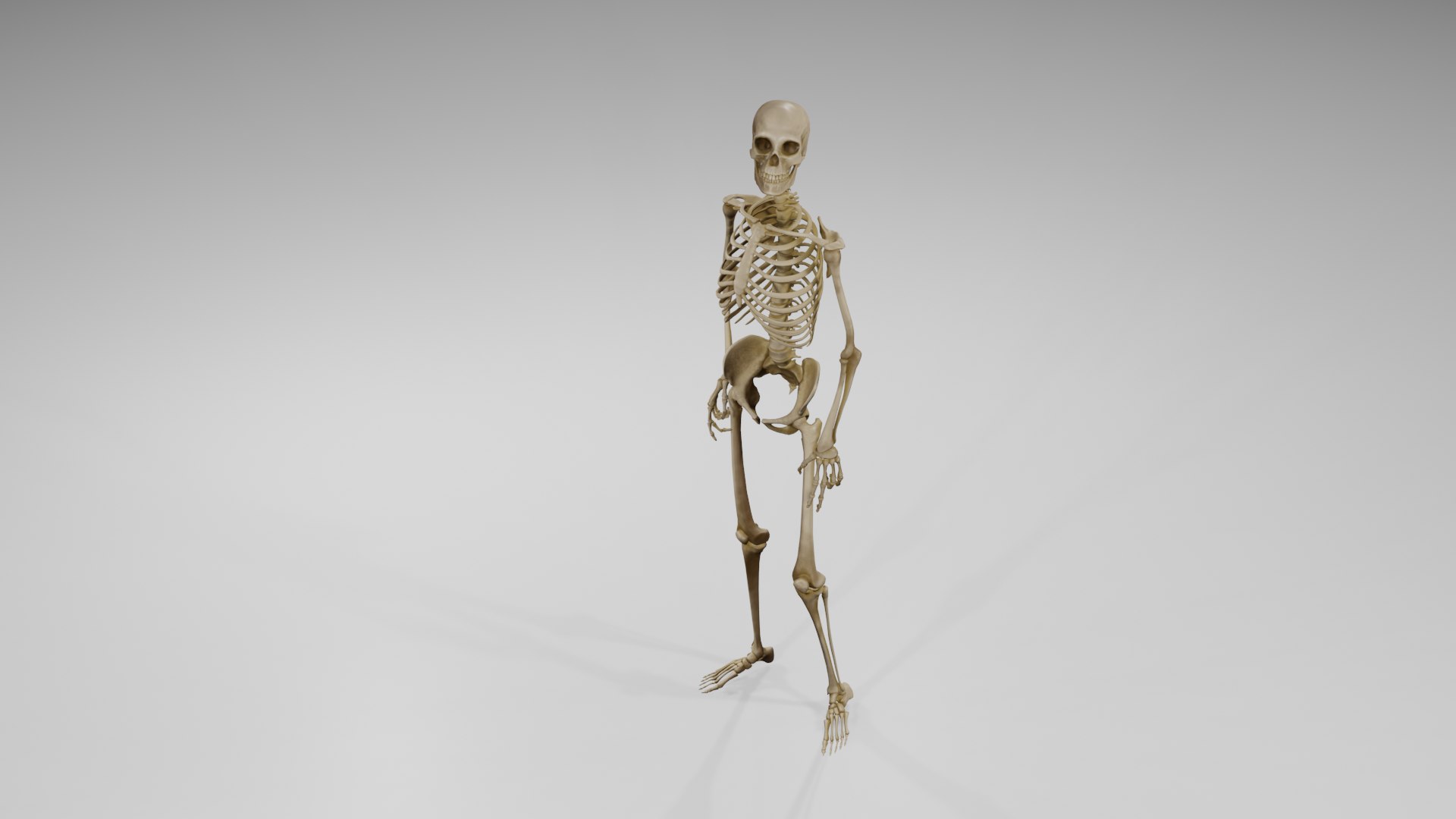 Human Skeleton Animated 3D Model - TurboSquid 2376814