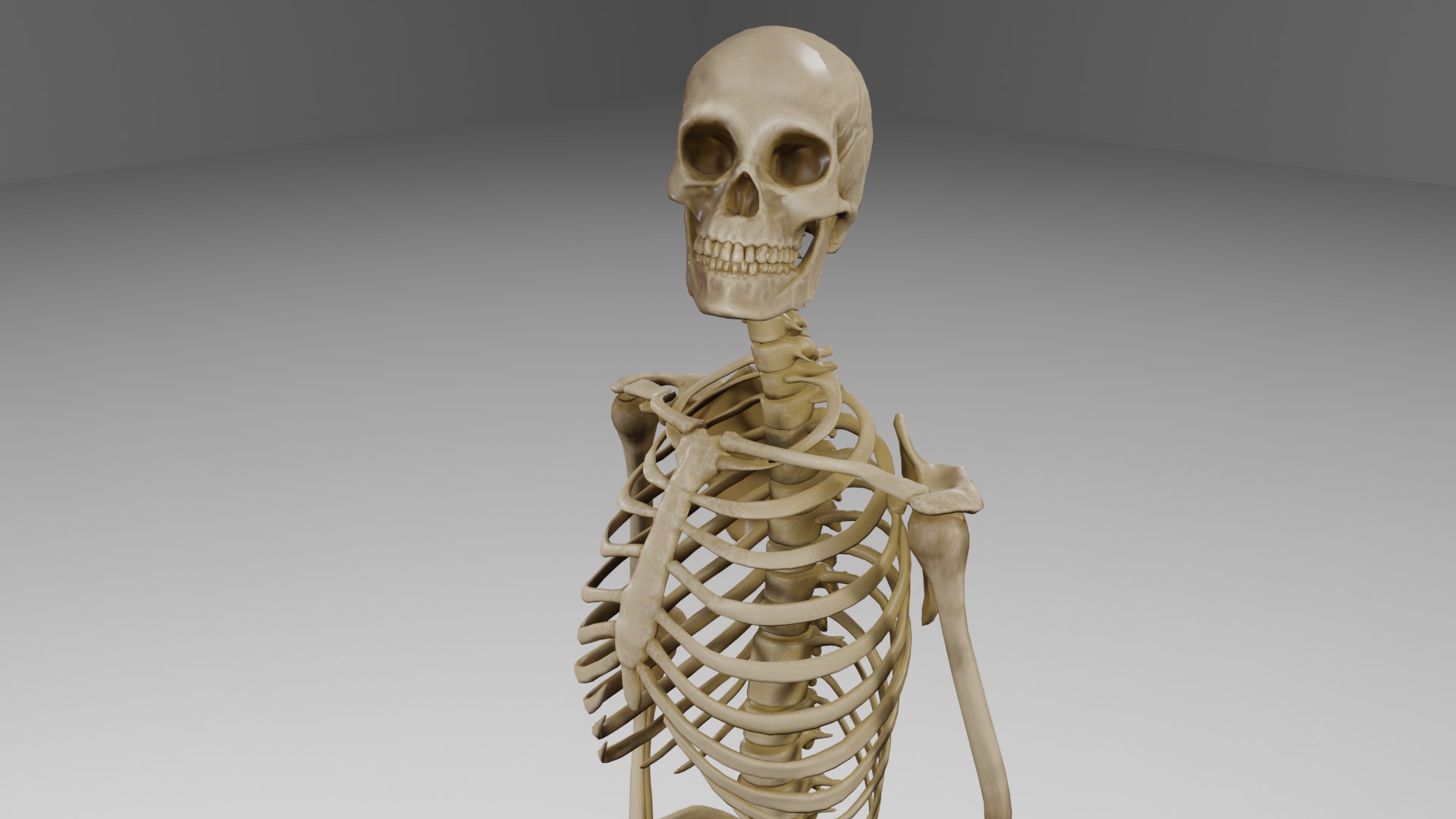 Human Skeleton Animated 3D Model - TurboSquid 2376814