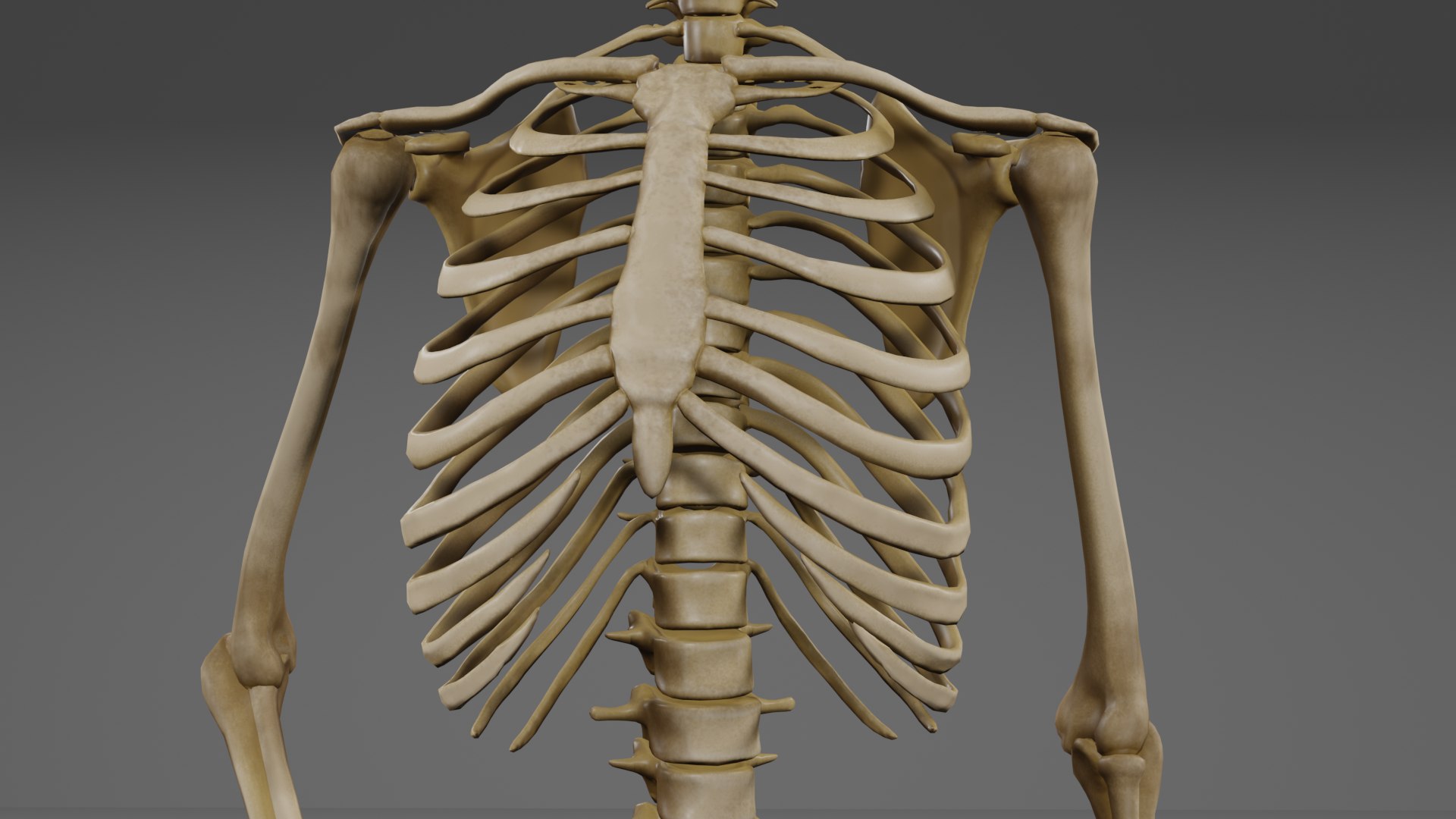 Human Skeleton Animated 3D Model - TurboSquid 2376814