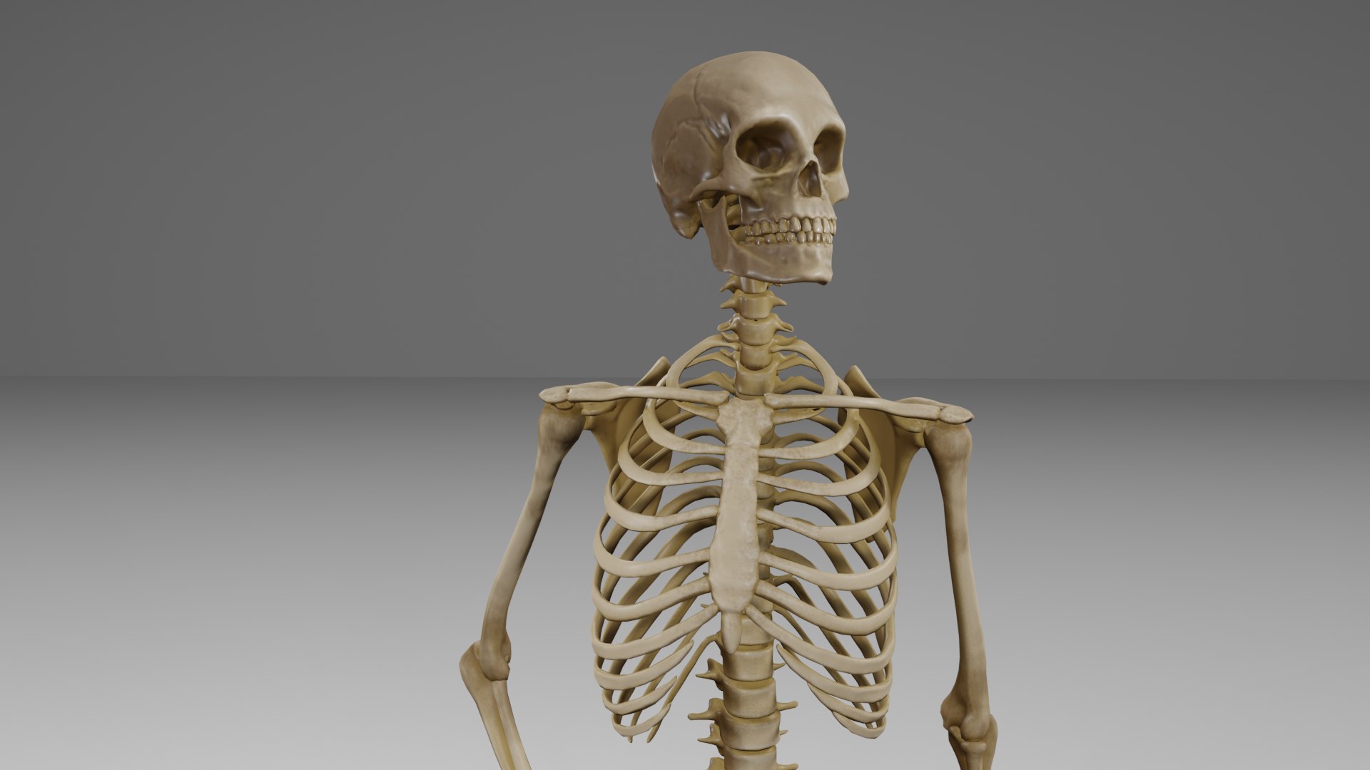 Human Skeleton Animated 3D Model - TurboSquid 2376814