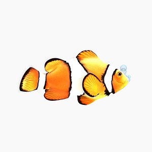 Fish Nemo 3D Models for Download | TurboSquid