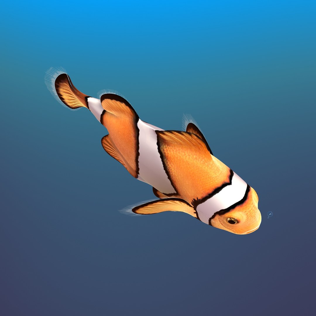 Clown Fish Cartoon Rigged Max
