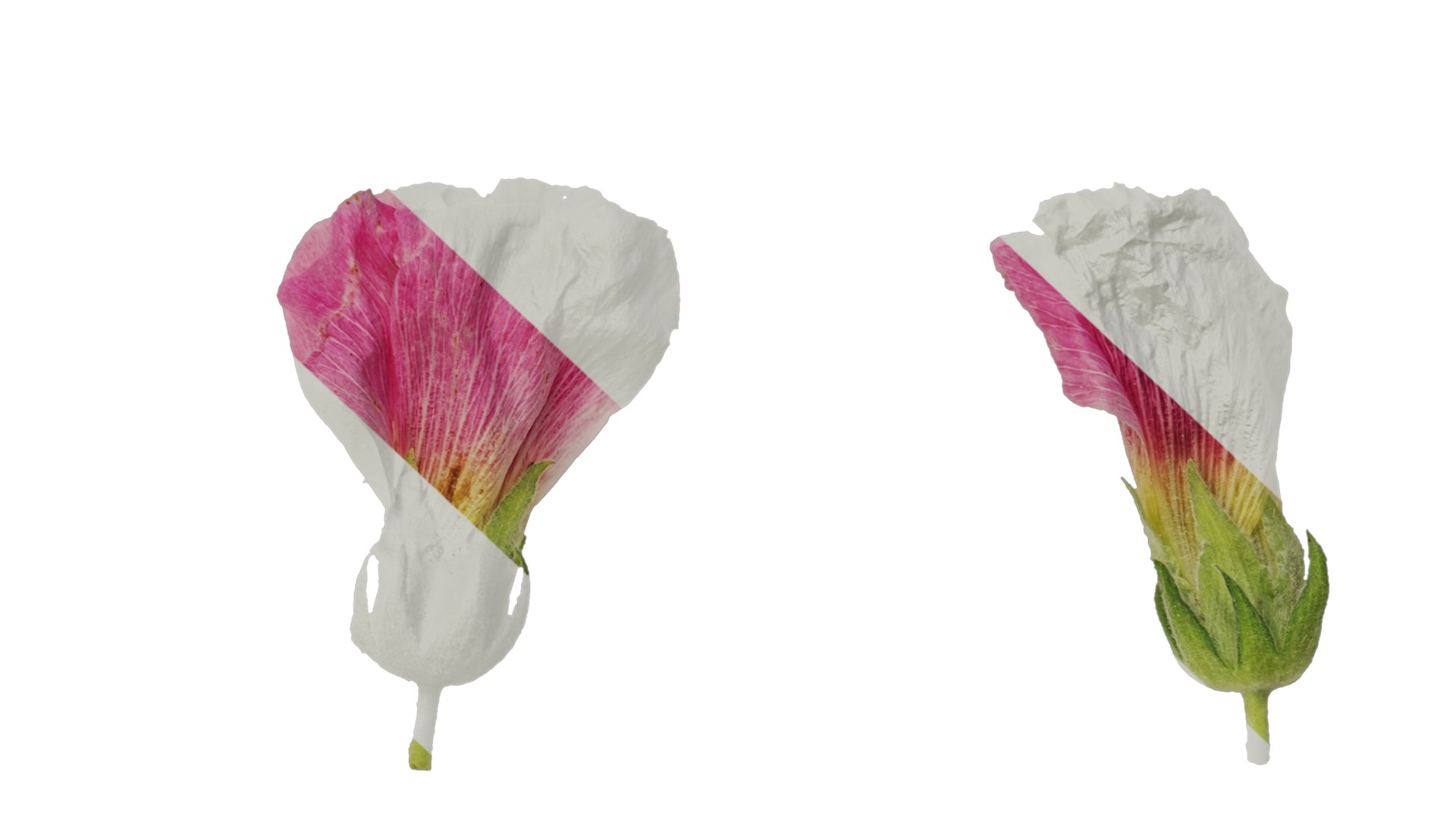 3D Anydrafts Alcea Rosea Flower 14 Textures Model - TurboSquid 2351980