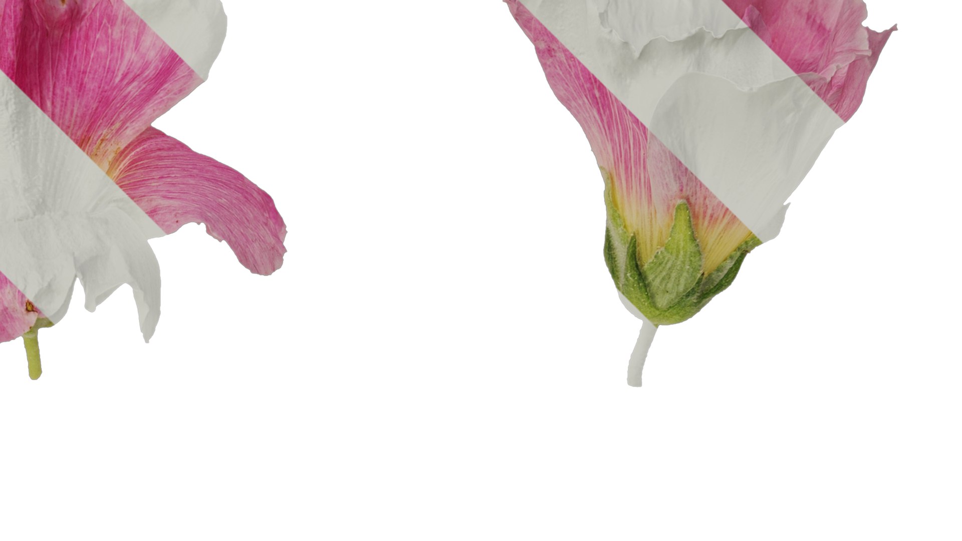 3D Anydrafts Alcea Rosea Flower 14 Textures Model - TurboSquid 2351980