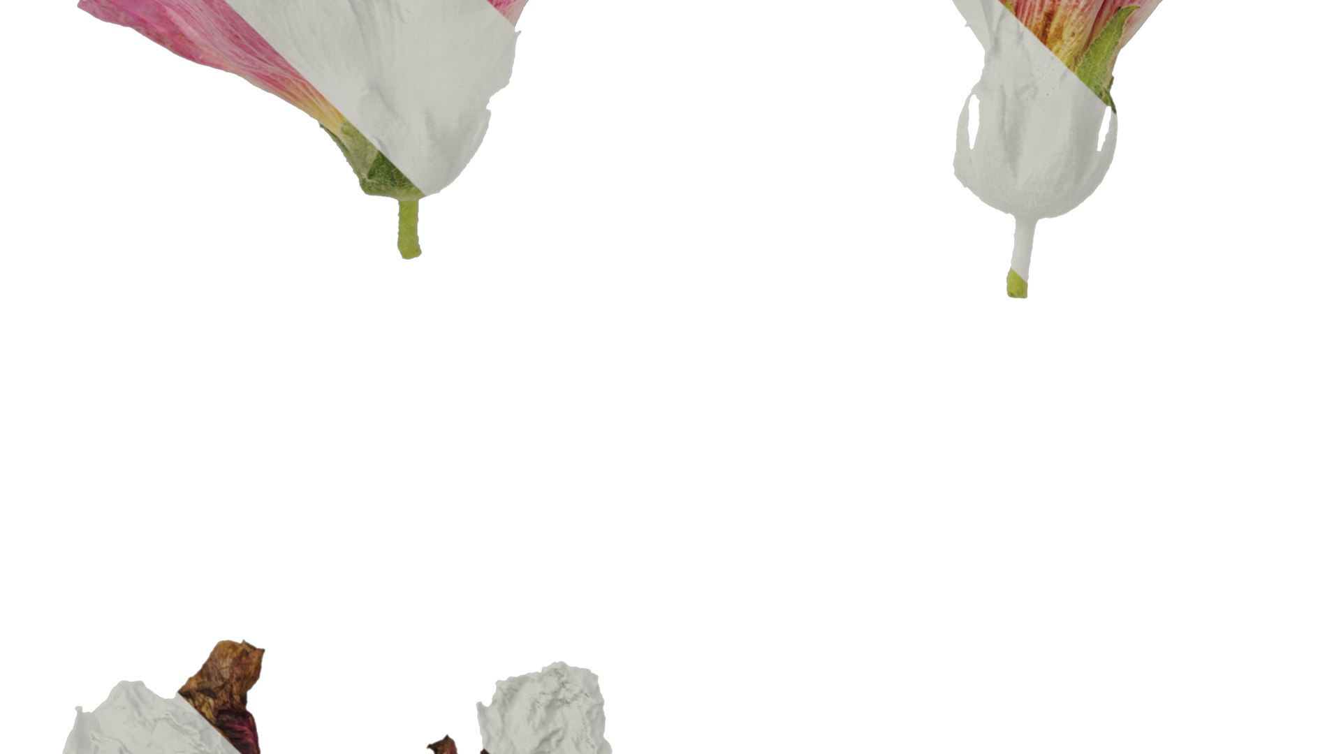 3D Anydrafts Alcea Rosea Flower 14 Textures Model - TurboSquid 2351980