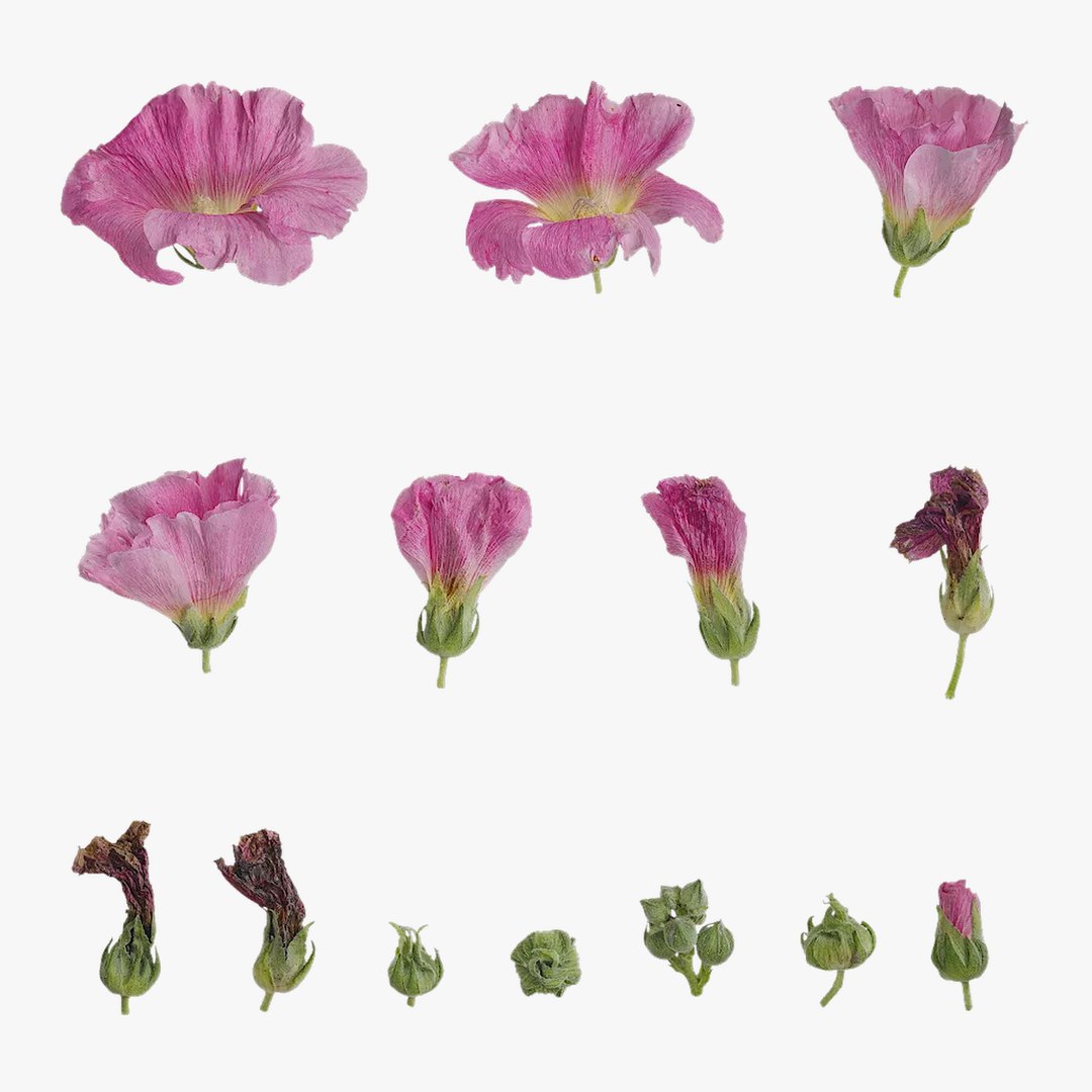 3D Anydrafts Alcea Rosea Flower 14 Textures Model - TurboSquid 2351980