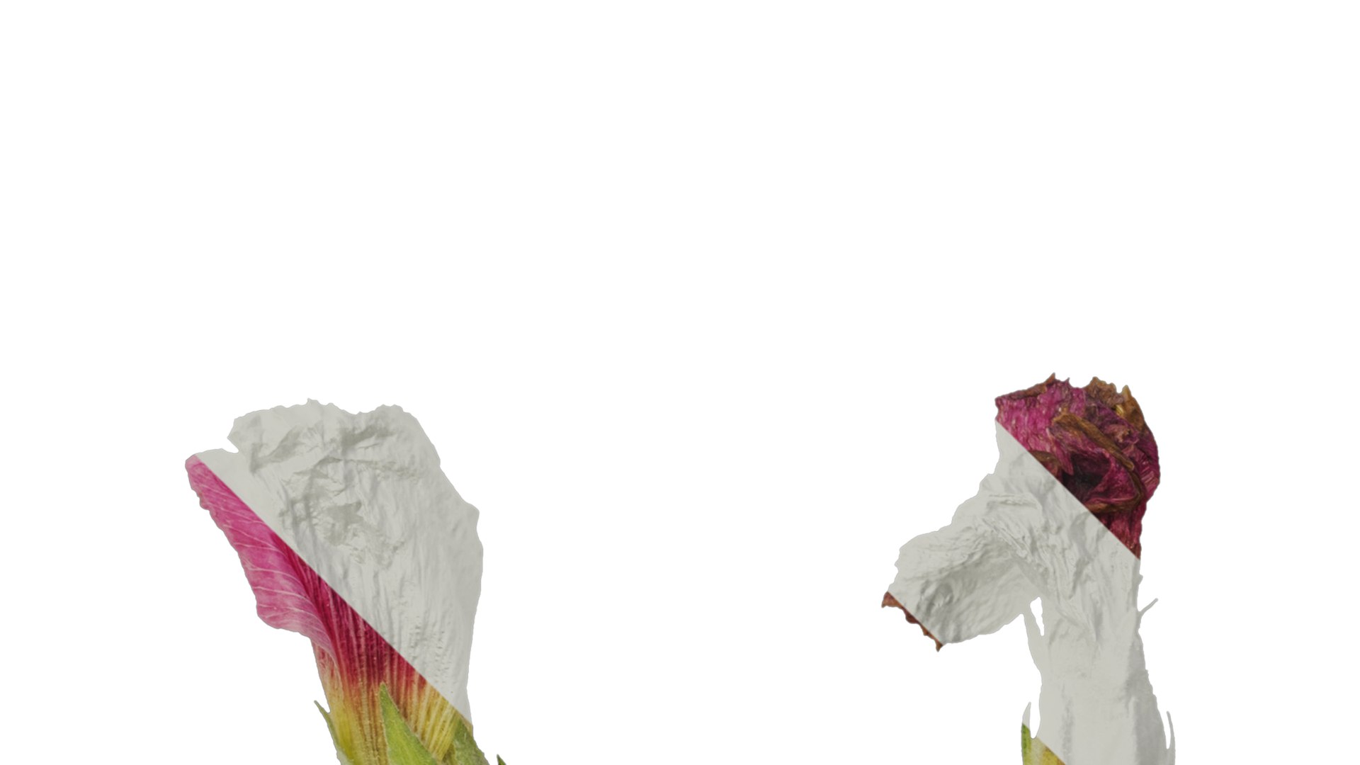 3D Anydrafts Alcea Rosea Flower 14 Textures Model - TurboSquid 2351980