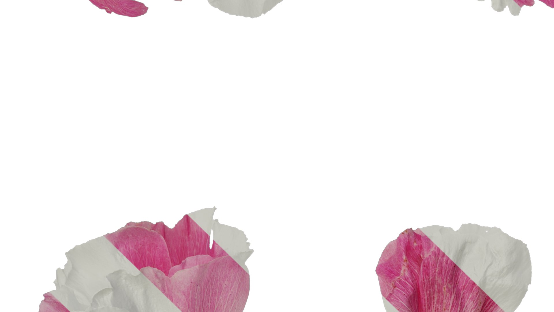 3D Anydrafts Alcea Rosea Flower 14 Textures Model - TurboSquid 2351980