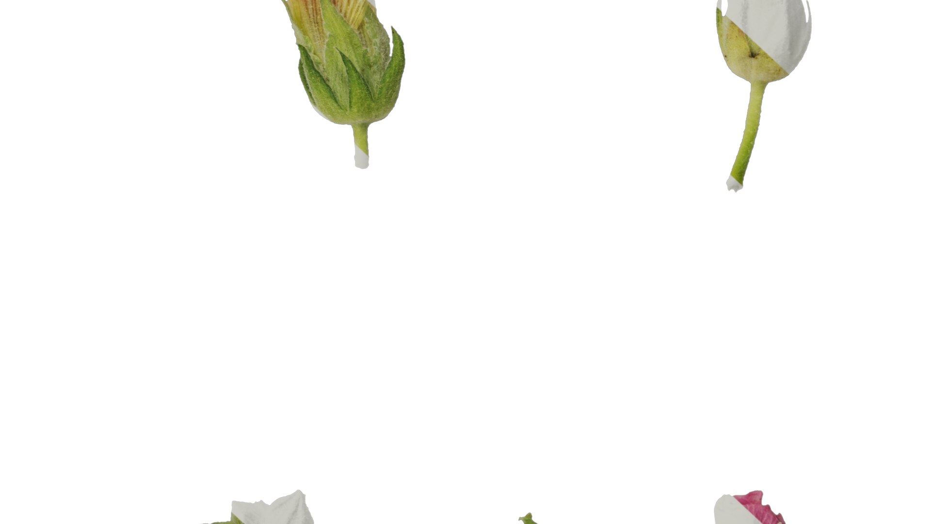 3D Anydrafts Alcea Rosea Flower 14 Textures Model - TurboSquid 2351980