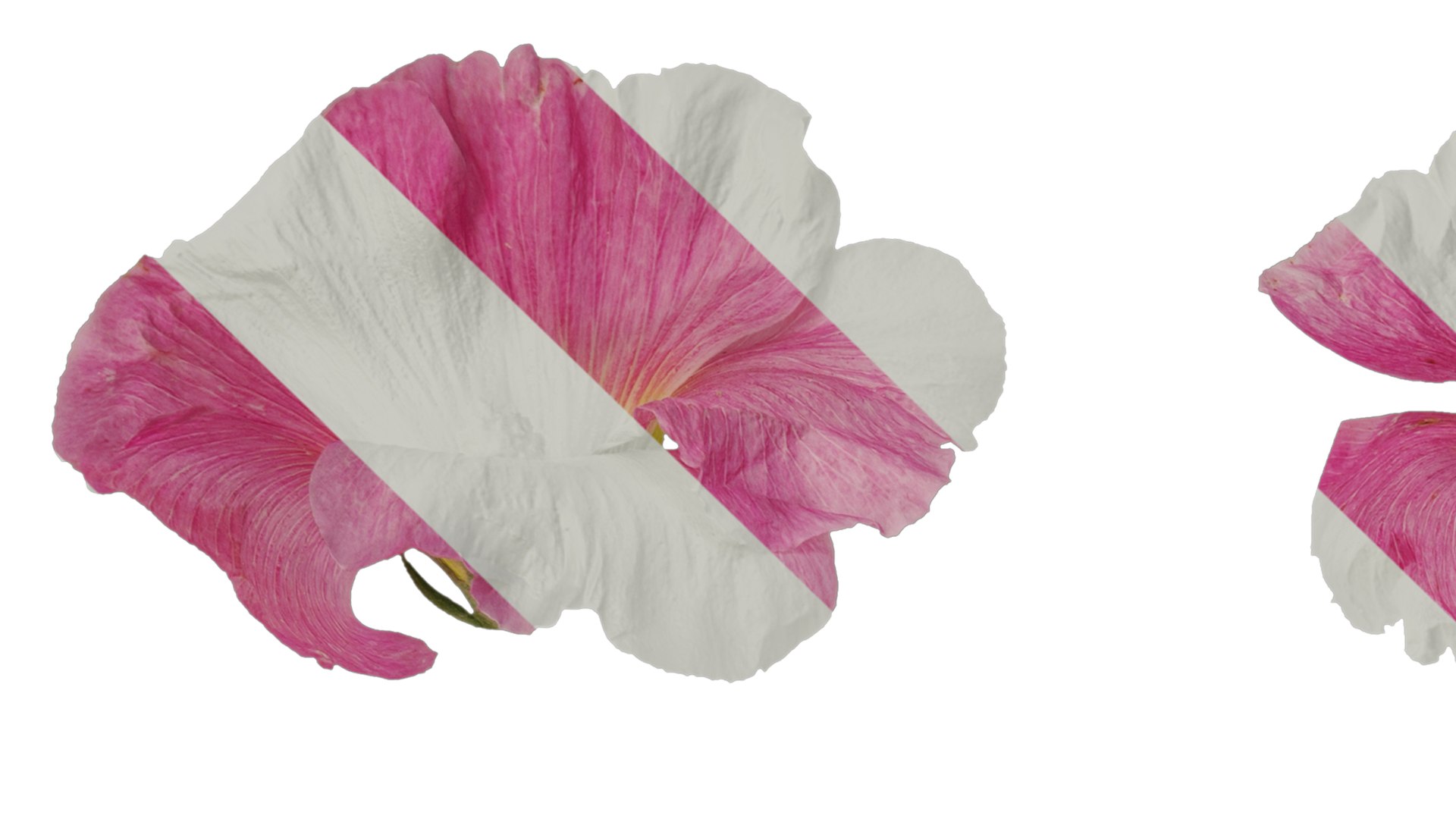 3D Anydrafts Alcea Rosea Flower 14 Textures Model - TurboSquid 2351980