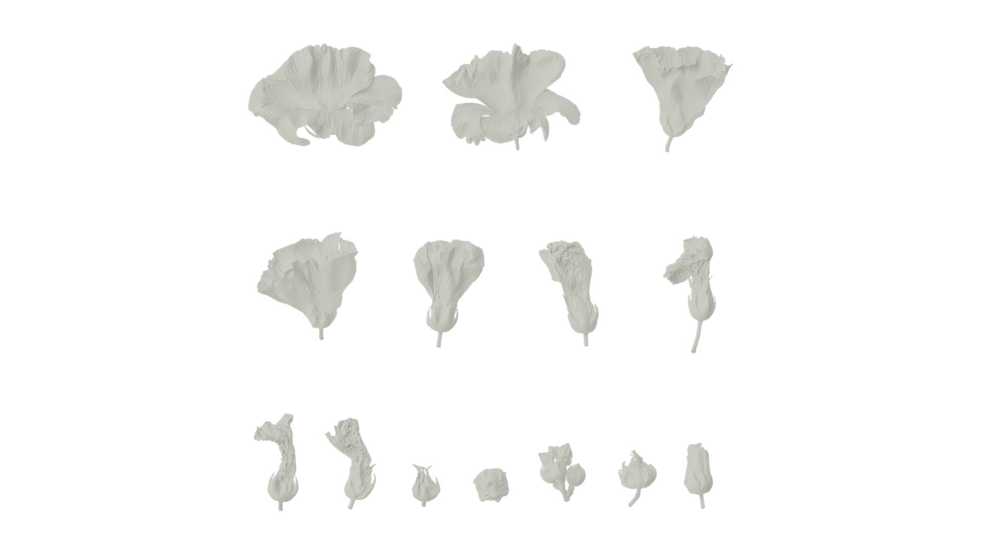 3D Anydrafts Alcea Rosea Flower 14 Textures Model - TurboSquid 2351980