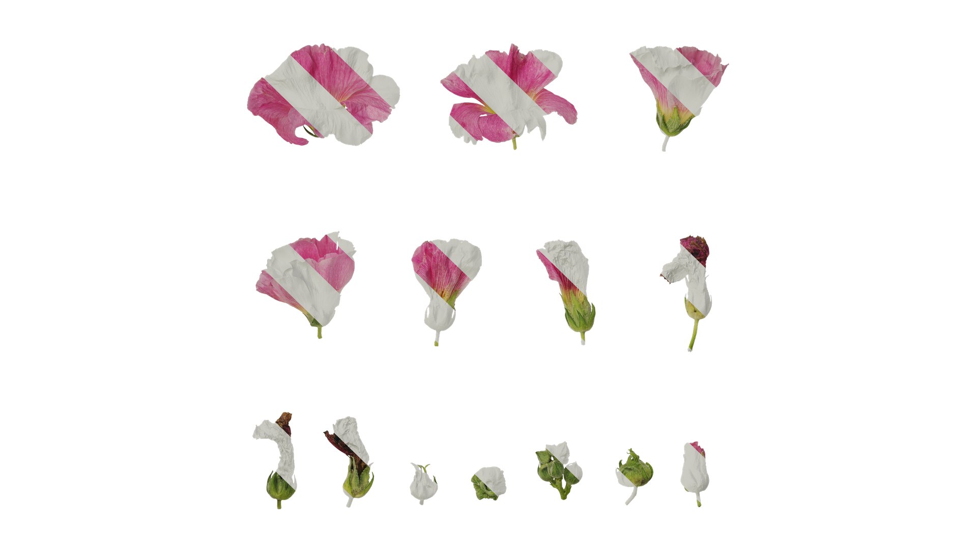 3D Anydrafts Alcea Rosea Flower 14 Textures Model - TurboSquid 2351980